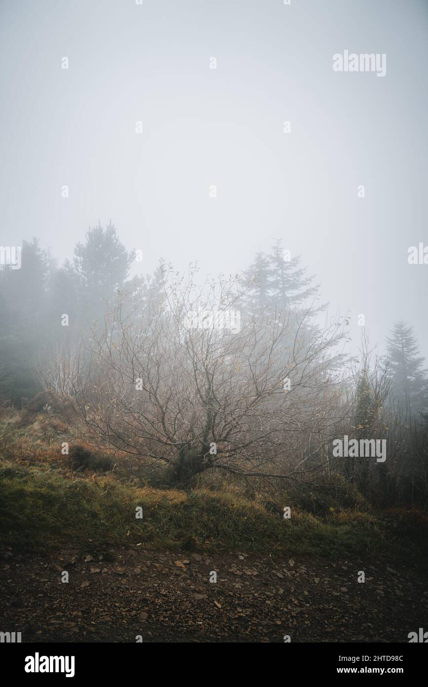 Rostrevor forest hi-res stock photography and images - Alamy