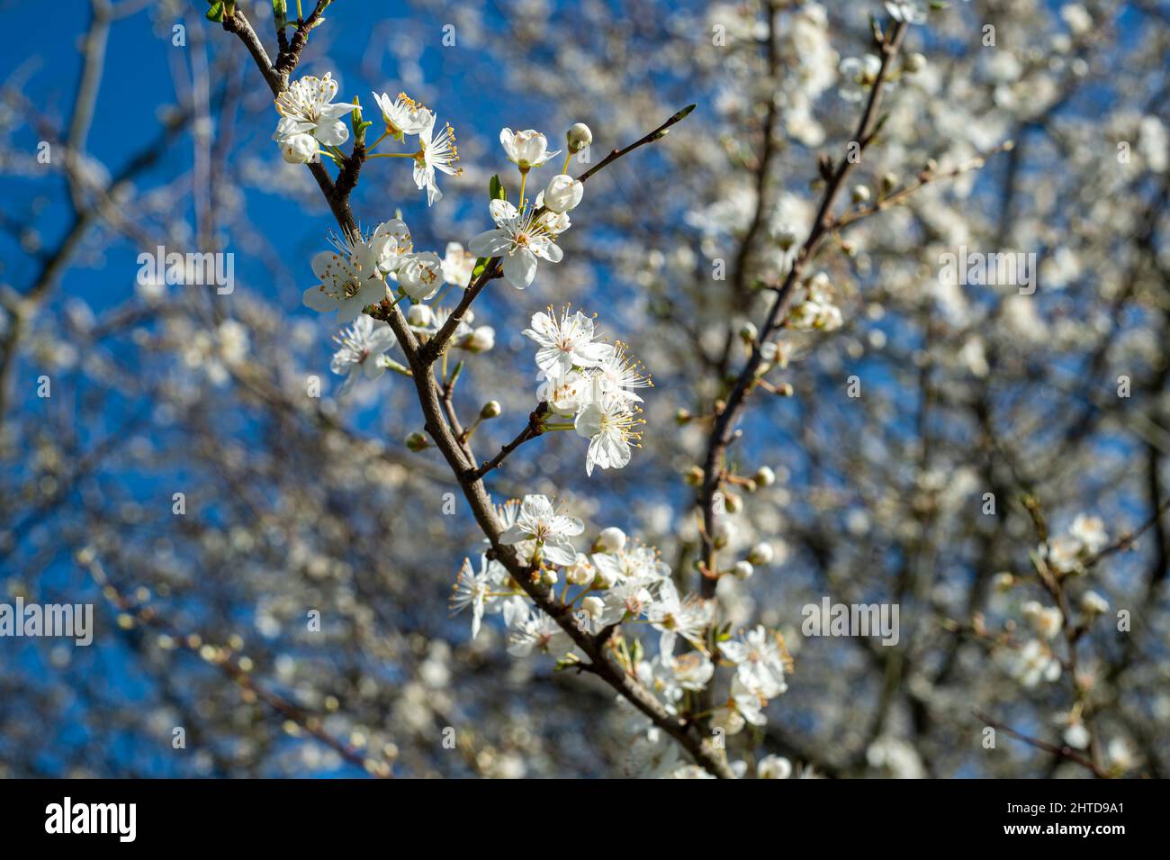 Wild flower with tree hi-res stock photography and images - Alamy