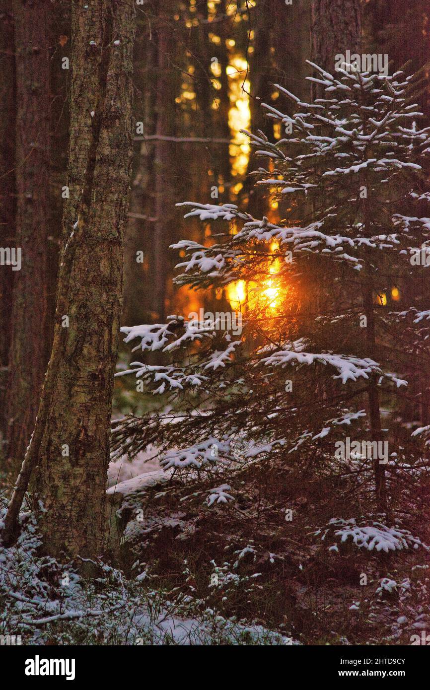 Vertical shot of snow-capped trees in the forest Stock Photo - Alamy