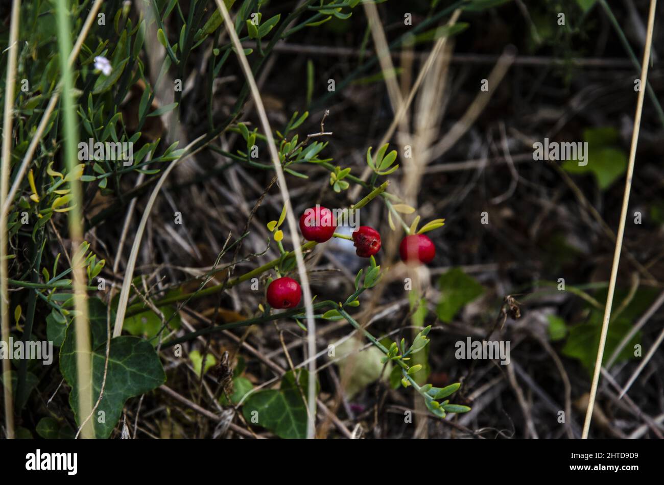 Cranberries growing in garden hi-res stock photography and images - Alamy
