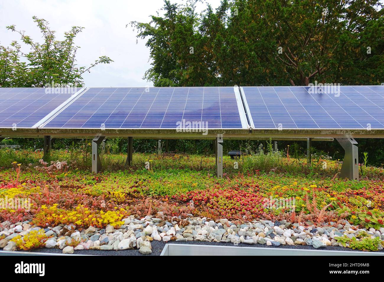 Solar panels on a green roof with flowering sedum plants Stock Photo ...