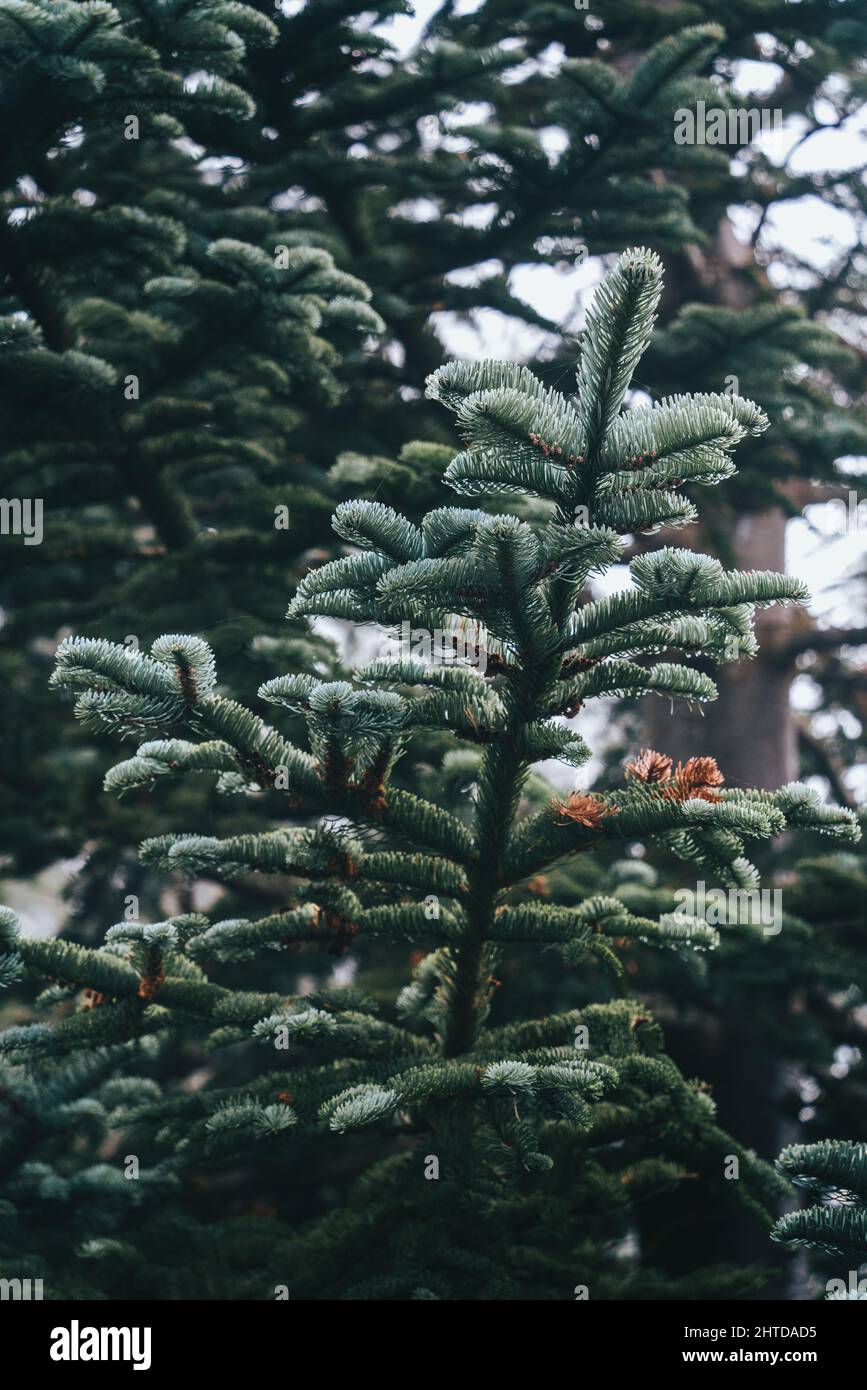 Closeup of green fir tree branches with brown cones on them in ...