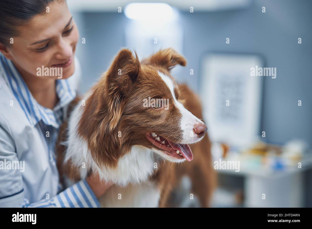 Brown Border Collie dog during visit in vet Stock Photo - Alamy