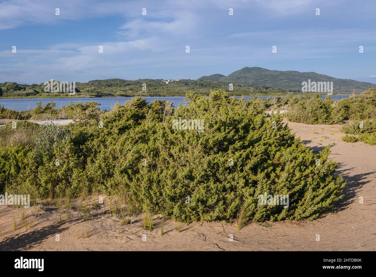 Phoenicea hi-res stock photography and images - Alamy