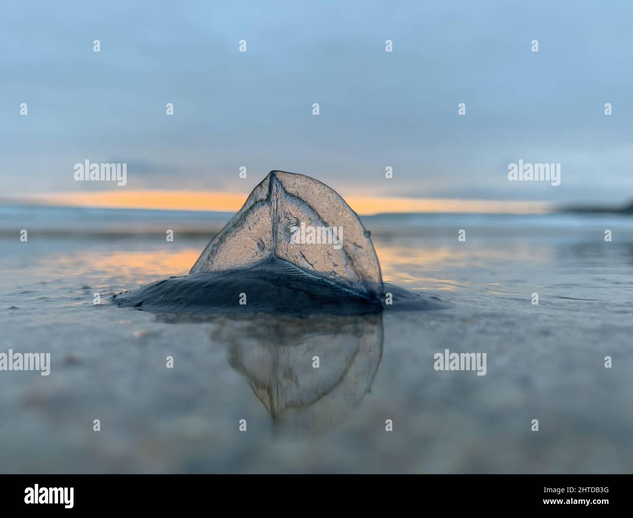 Selective focus shot of By-The-Wind Sailor (velella) on the beach in ...