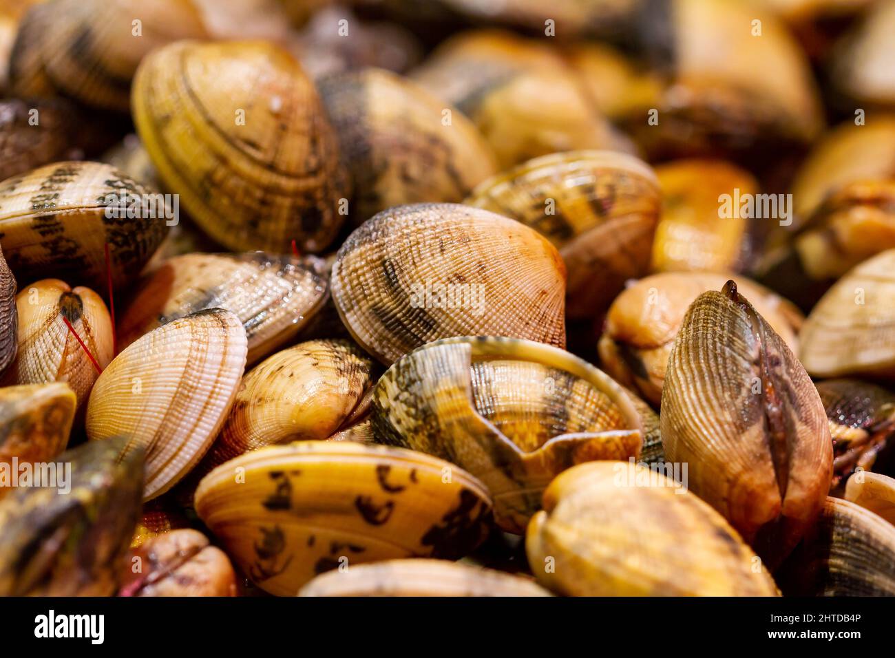 Close-up shot of fresh clams. Great for wallpaper Stock Photo - Alamy