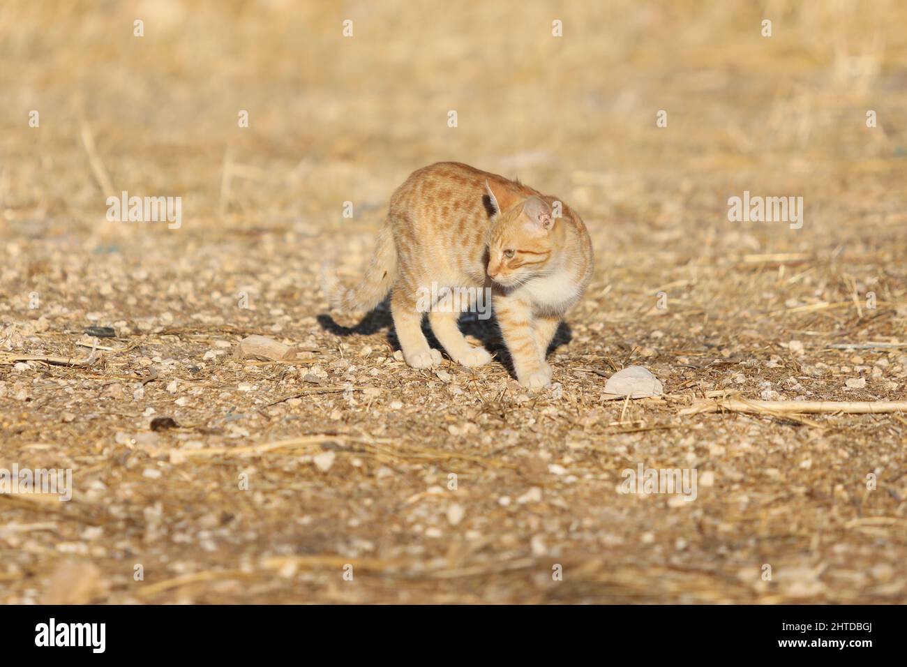Cat - lovely kitty within a beautiful summer scenery Stock Photo - Alamy