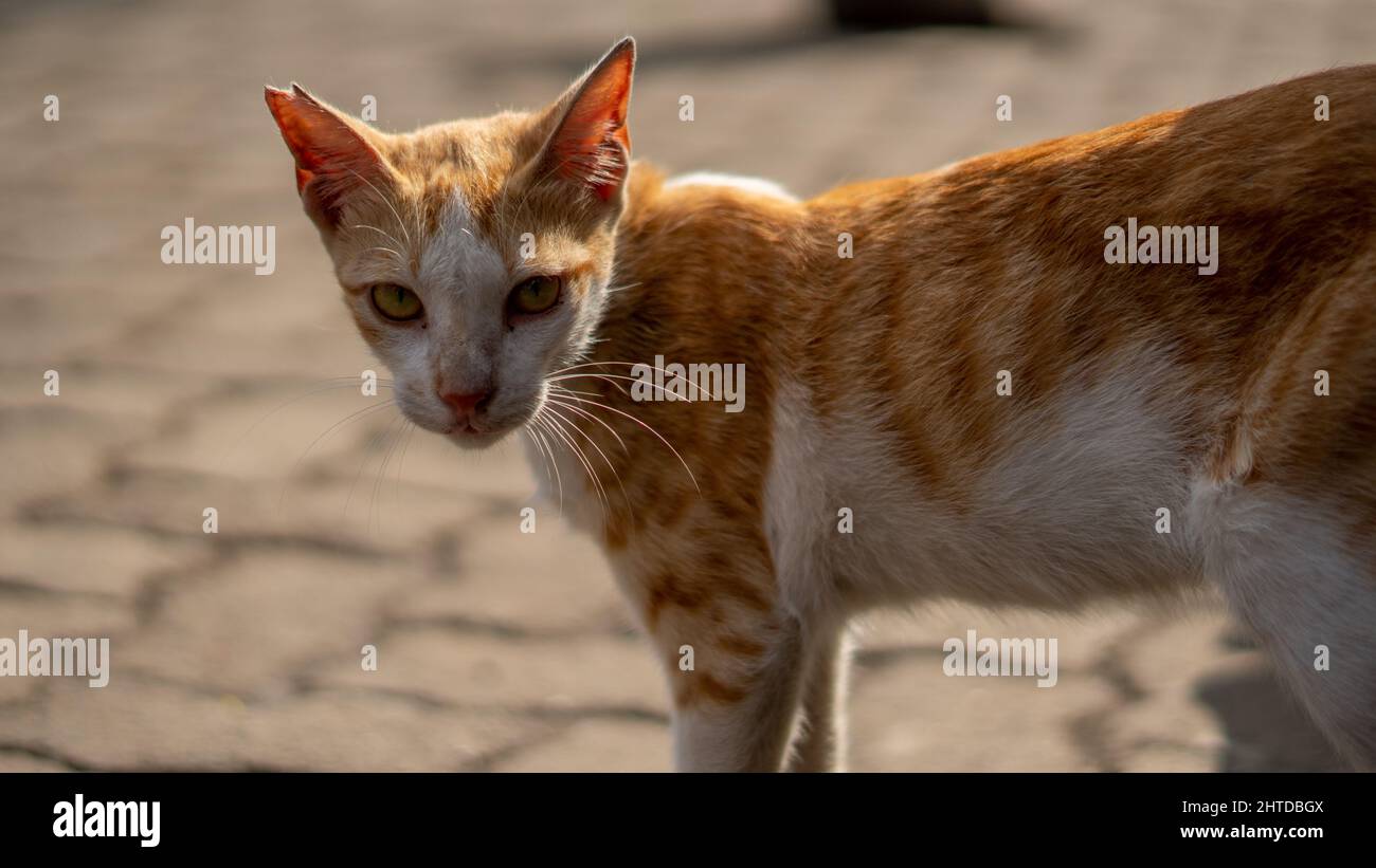 Arabian Mau cat walking on a street Stock Photo - Alamy