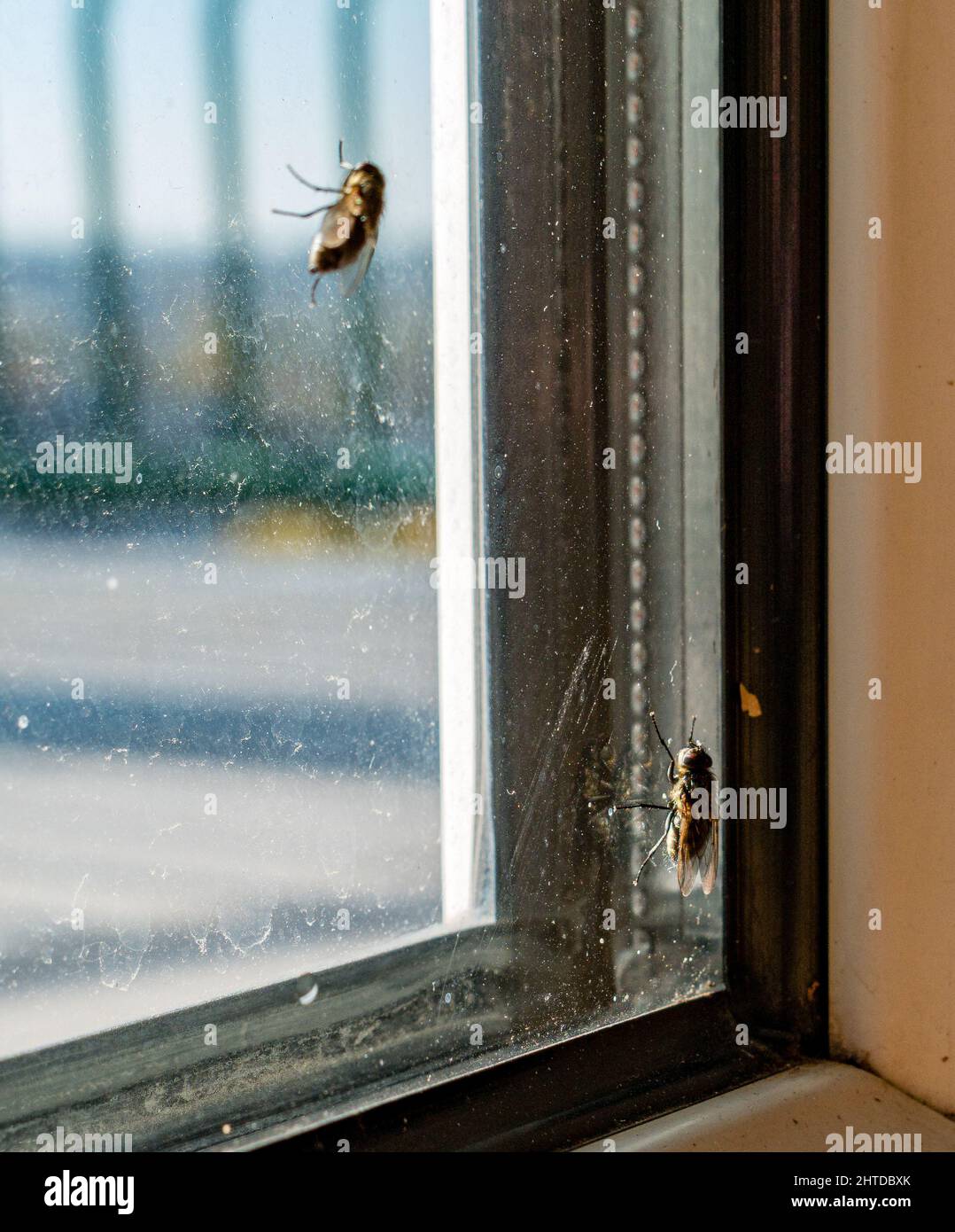 Vertical shot two flies hi-res stock photography and images - Alamy