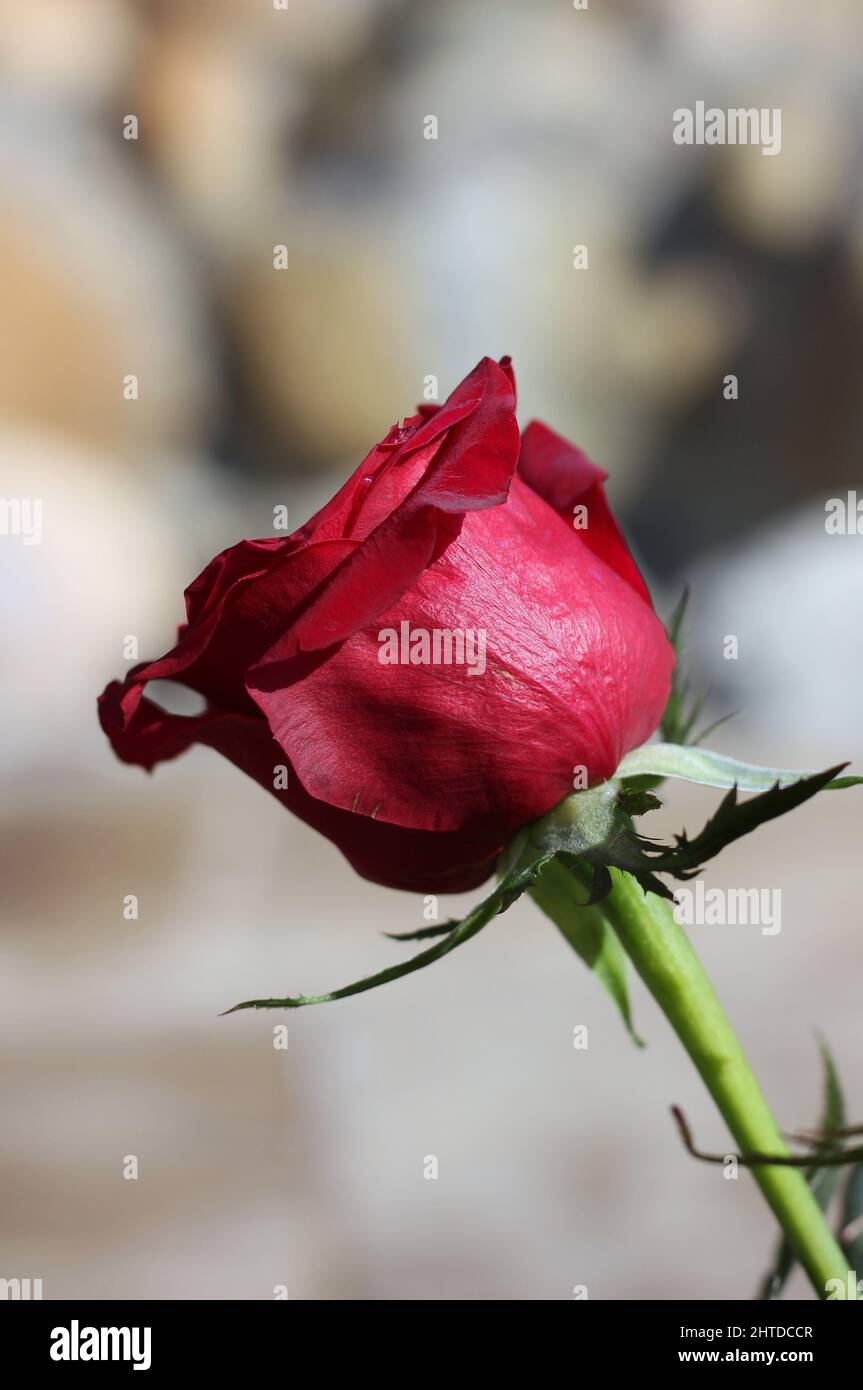 A single bright red rose in full bloom as a gift for a special someone ...