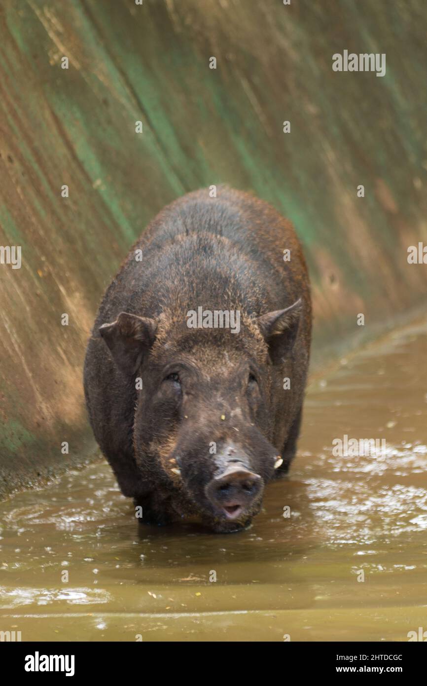 Korat zoo thailand hi-res stock photography and images - Alamy