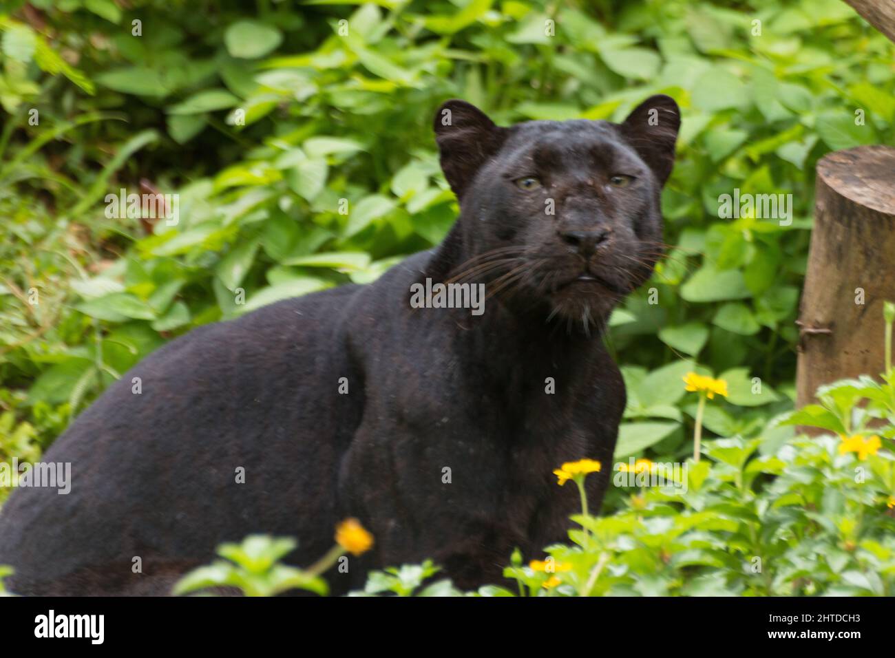 Black panther - the melanistic colour variant of the leopard in Korat ...