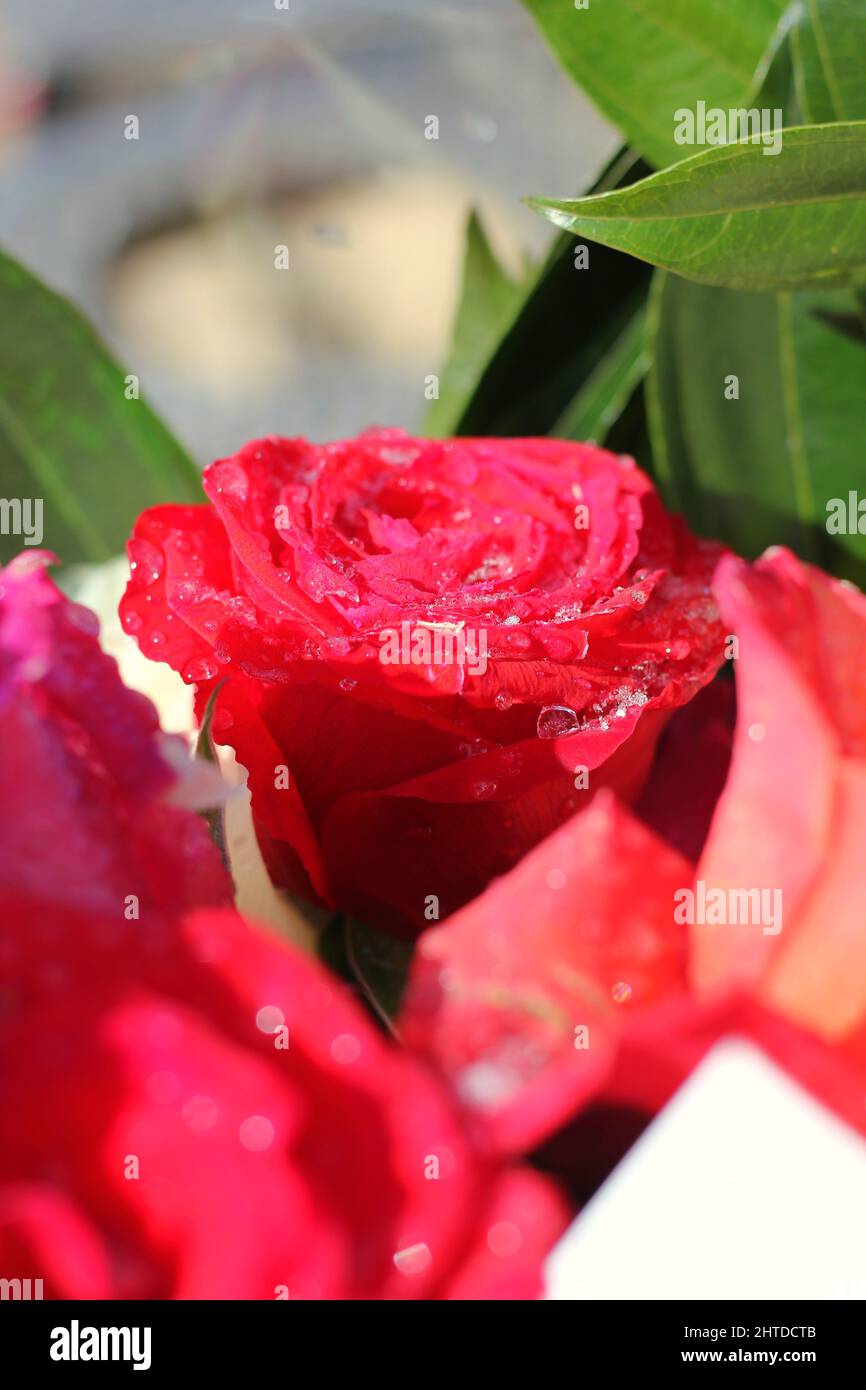 A single bright red rose in full bloom as a gift for a special someone ...