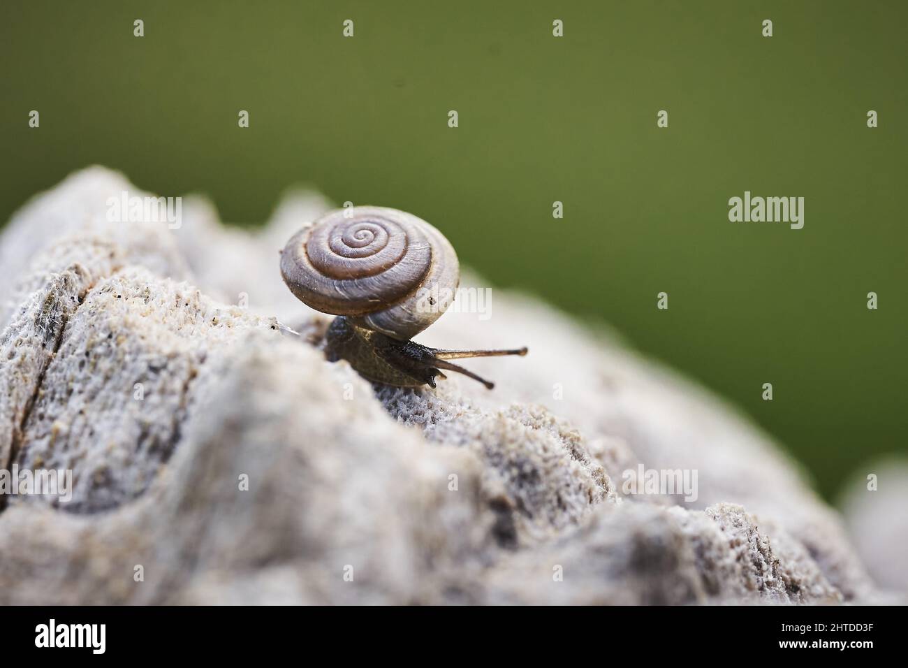 Macro shallow focus sho of a Snail on a rocky surface with green ...
