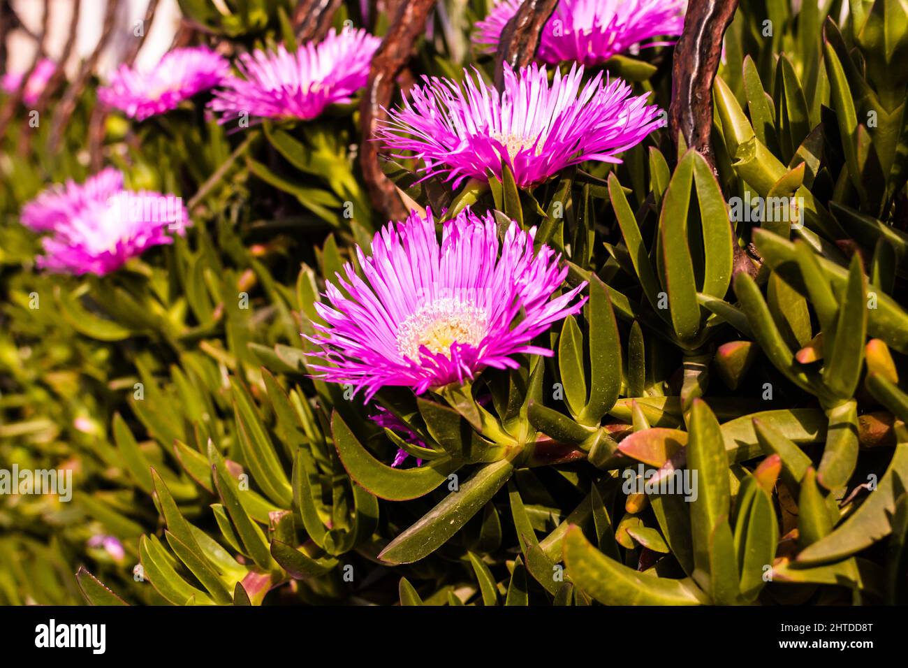 Pink Pigface flowers grown in the garden on a blurred background Stock ...