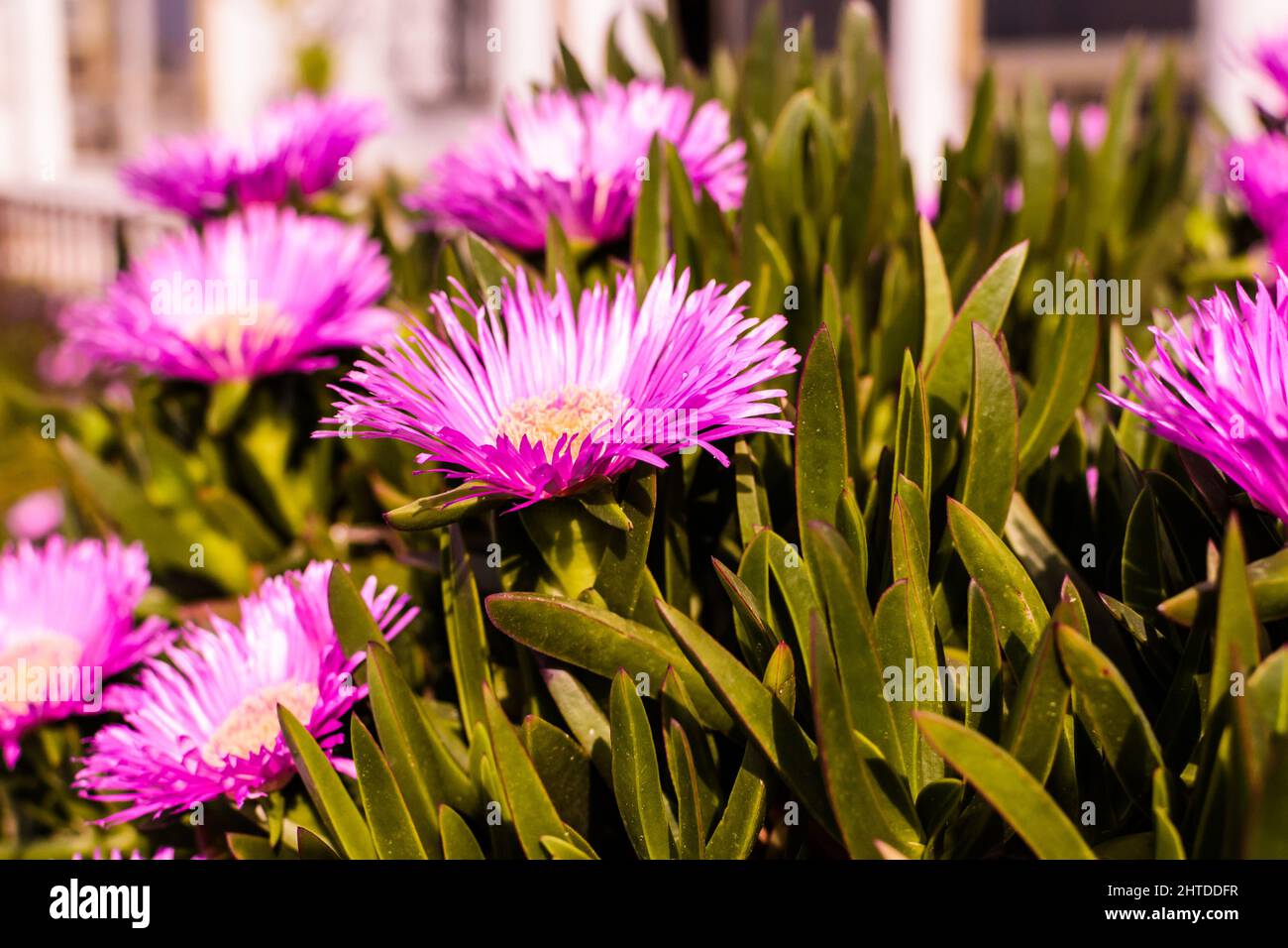 Pink Pigface flowers grown in the garden on a blurred background Stock ...