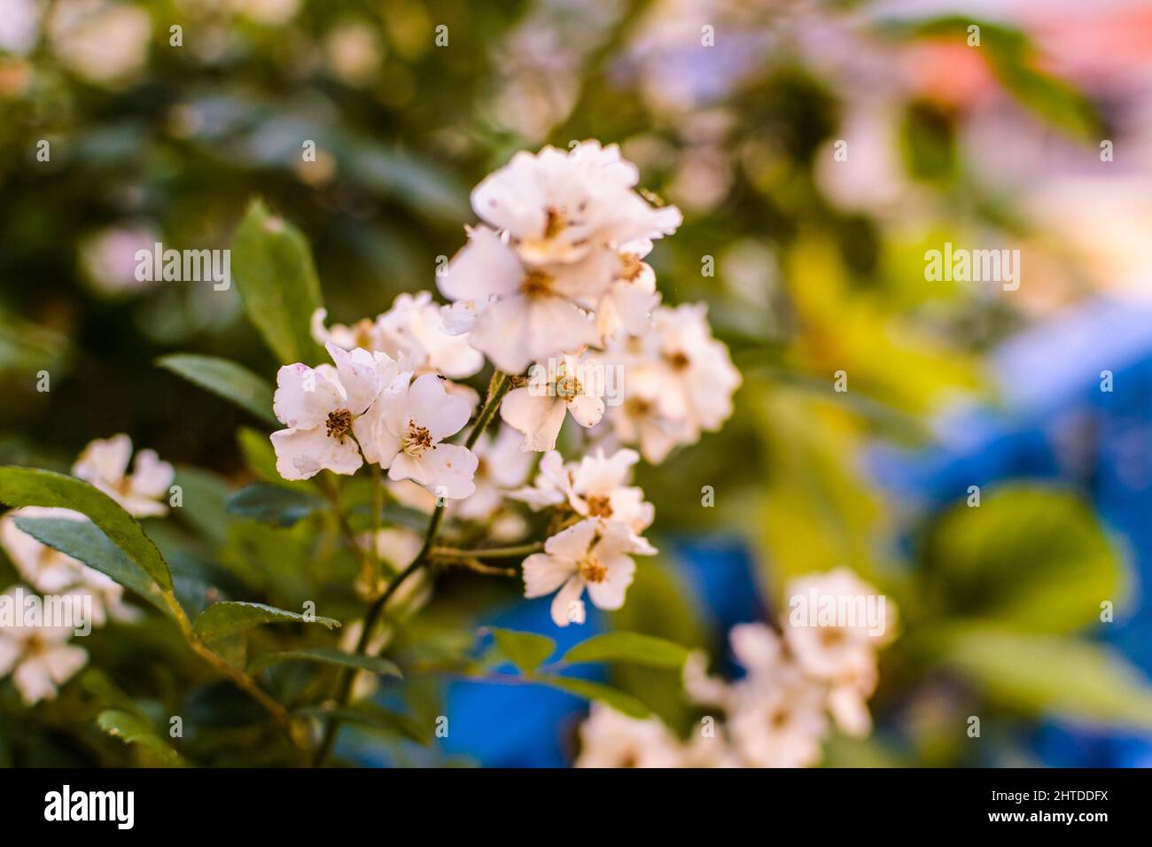 Closeup of white Morgan's Barossa flowers growing on a stem with green ...