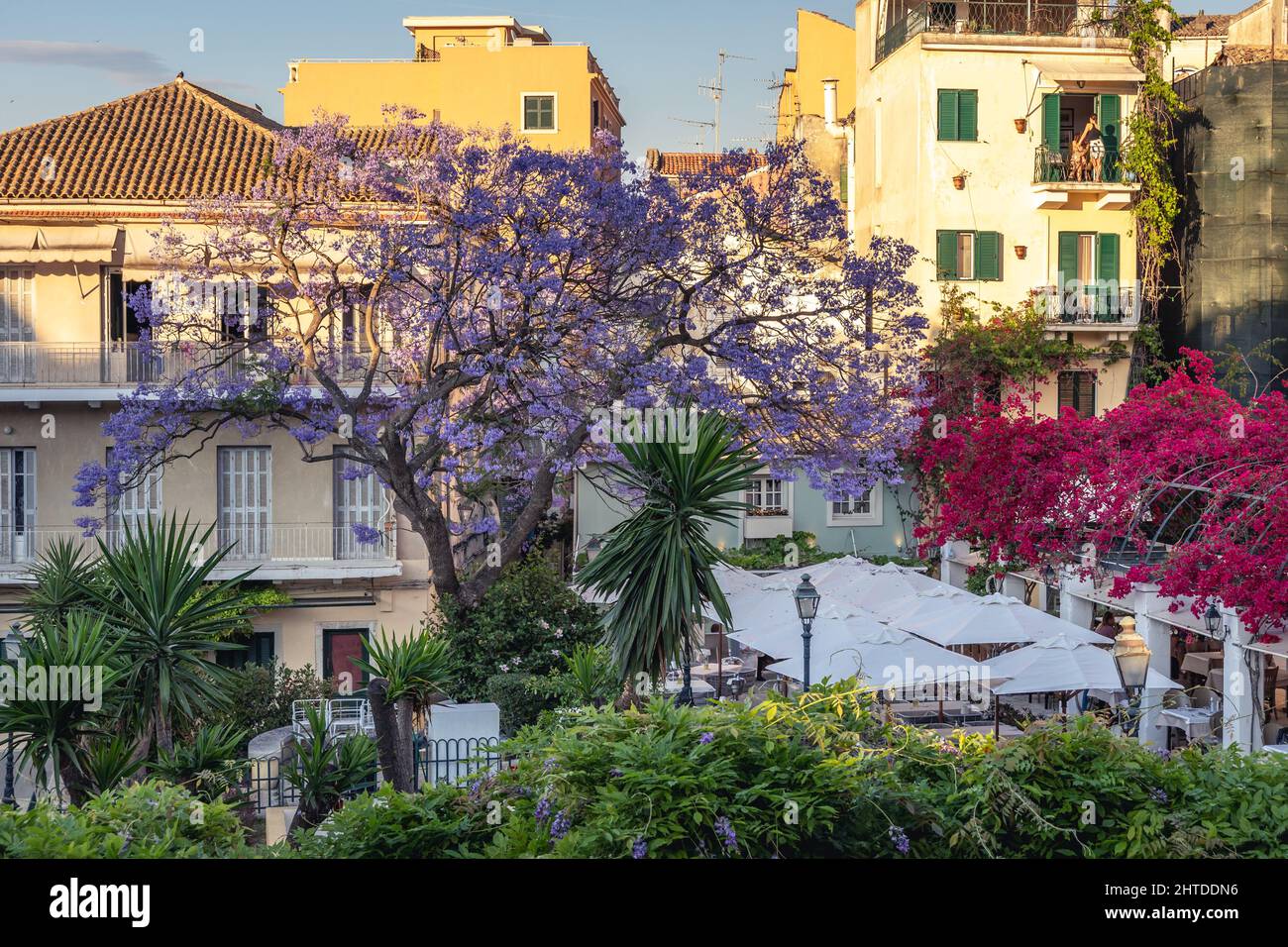 Jacaranda mimosifolia tree on Dimarchiou Square on Old Town of Corfu ...