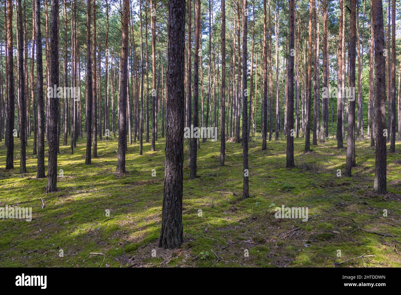 Forest in Sulejowek town near Warsaw city in Masovia region of Poland ...