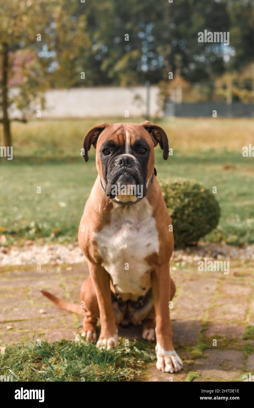 Vertical of a German boxer sitting on the pathway and looking straight ...