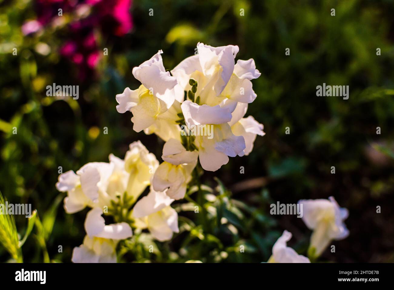 Close-up shot of white Snapdragon flowers grown in the garden Stock ...