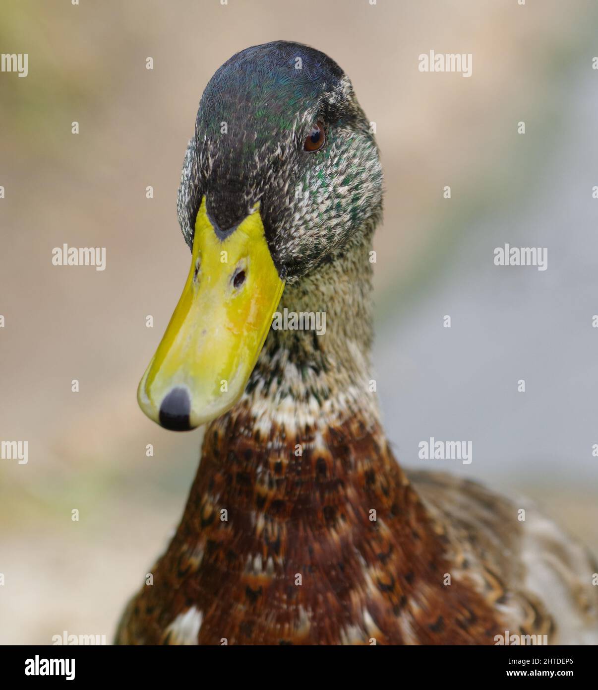 Selective of a male mallard duck portrait Stock Photo - Alamy