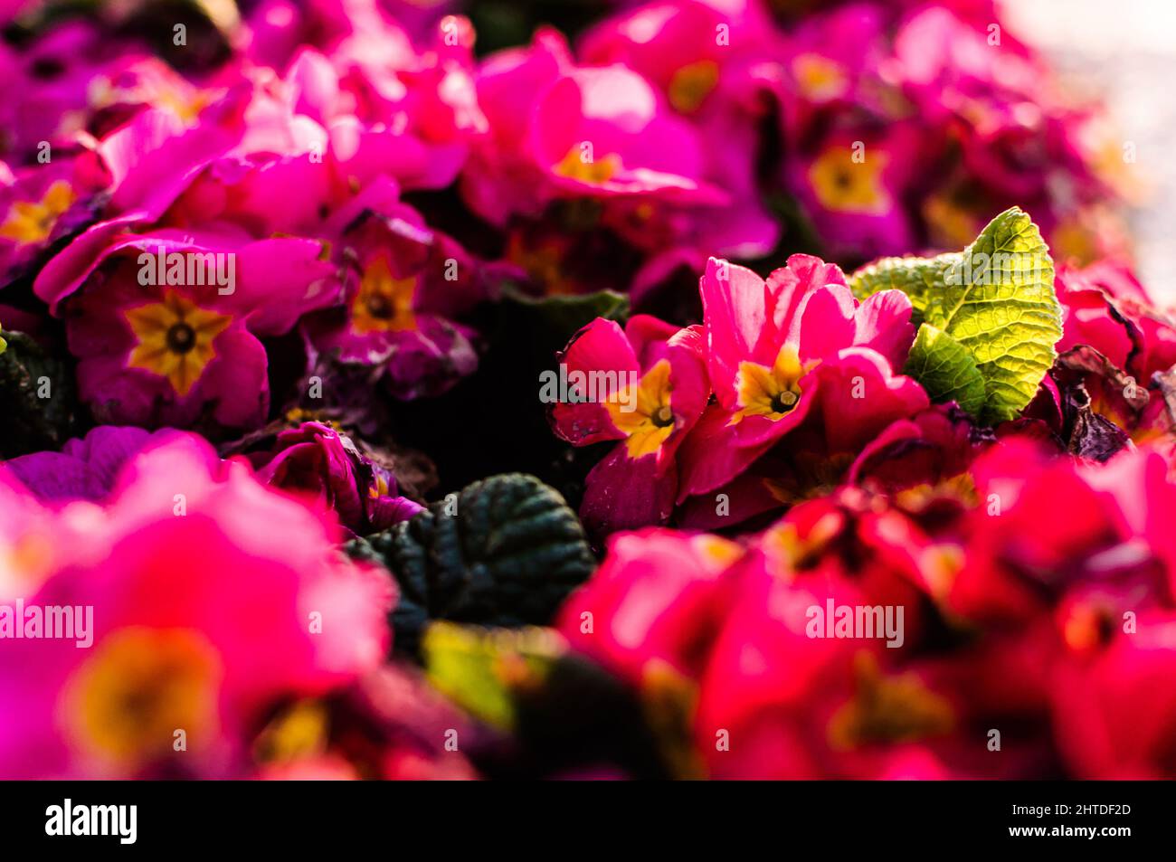 Pink Primrose flowers grown in the garden in spring Stock Photo - Alamy
