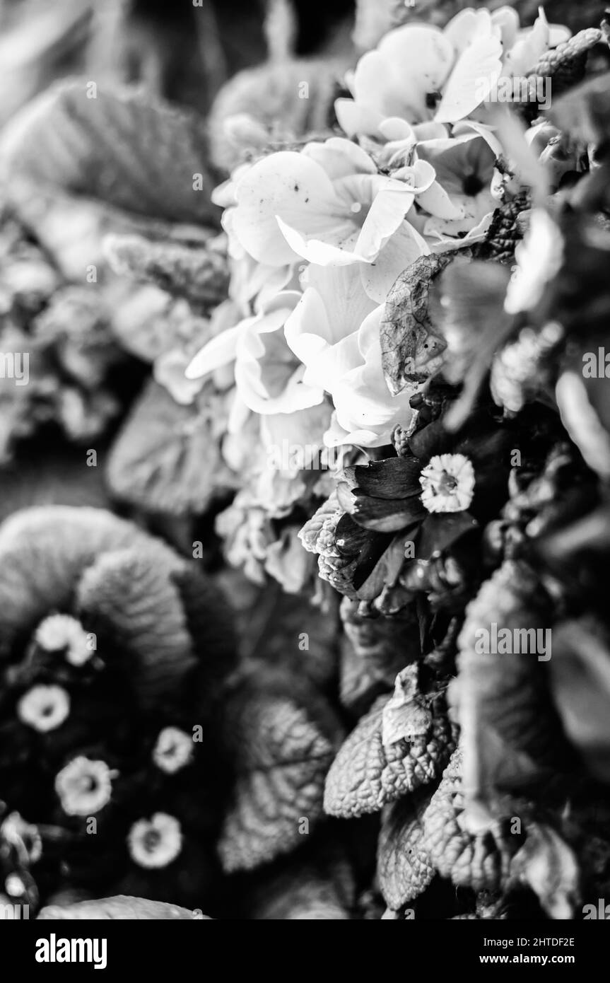 Beautiful springtime blur background Black and White Stock Photos ...