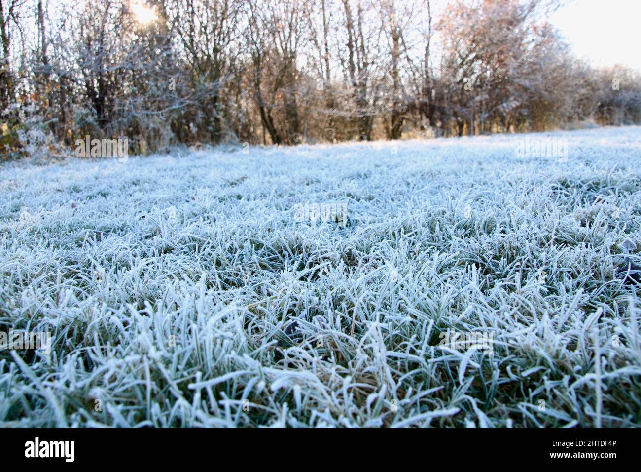 Chilling view of green grass field covered with frost during winter ...