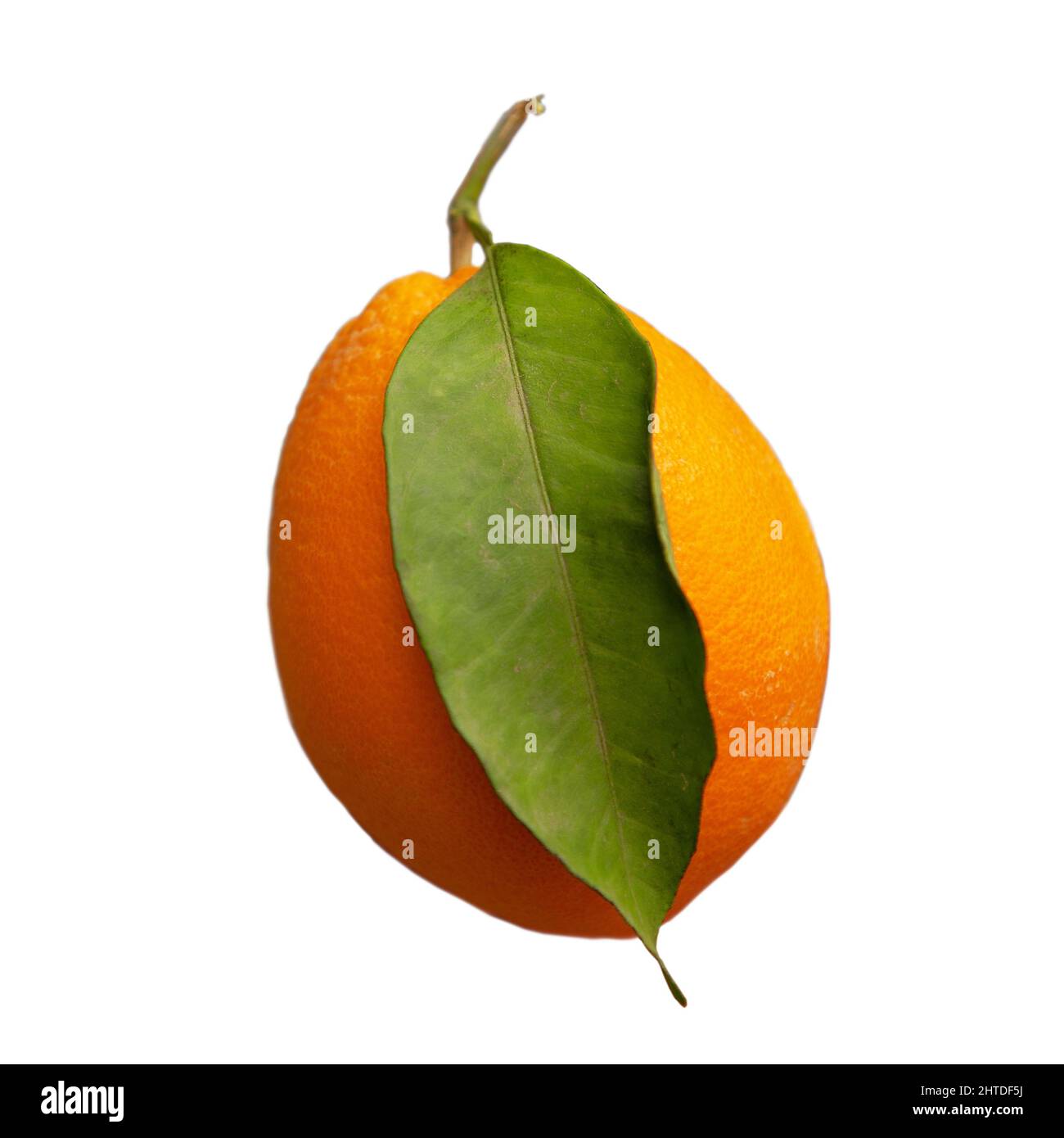 single orange with a large leaf cut out on white Stock Photo - Alamy
