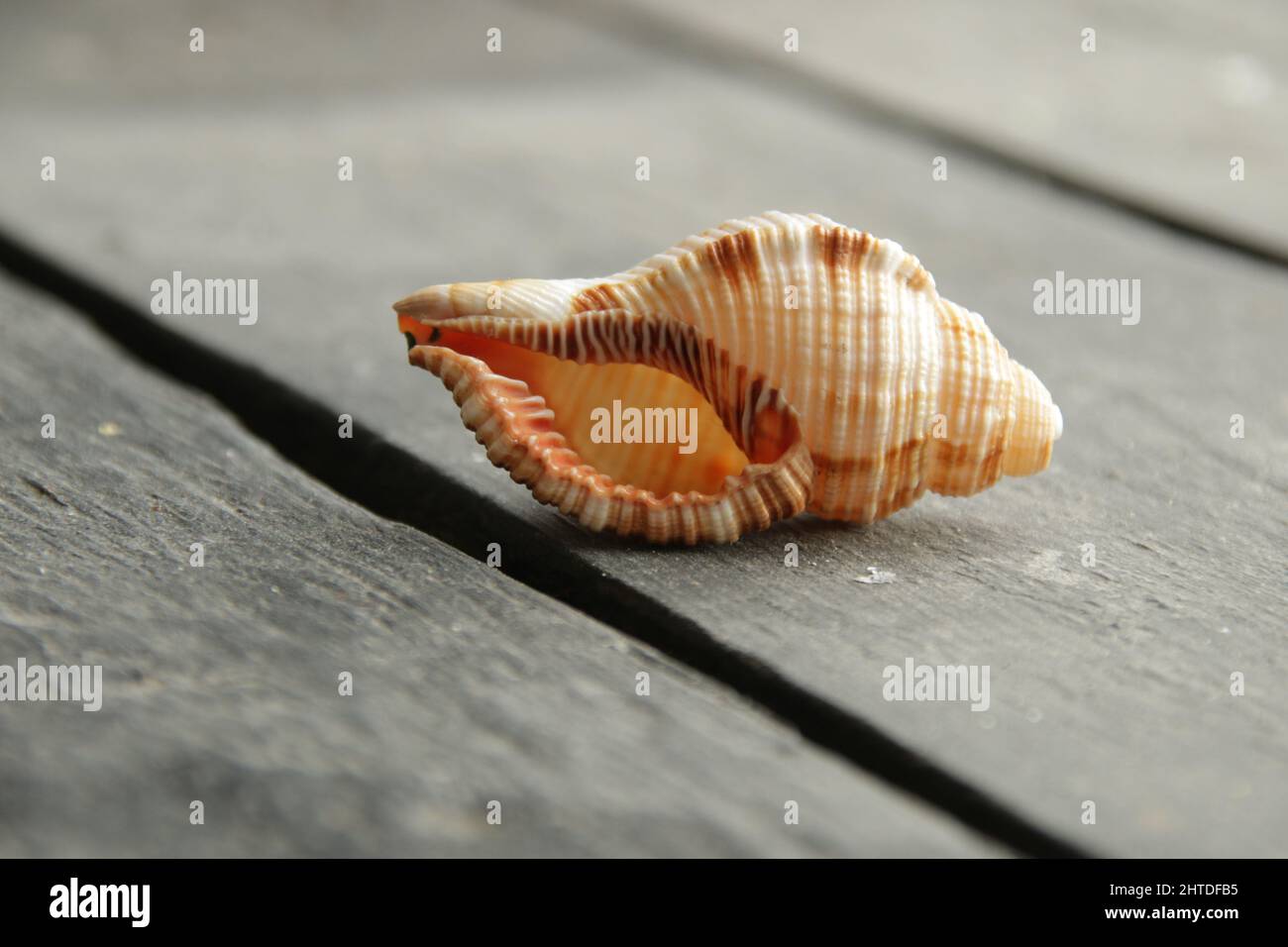 Seashell on a table hi-res stock photography and images - Alamy