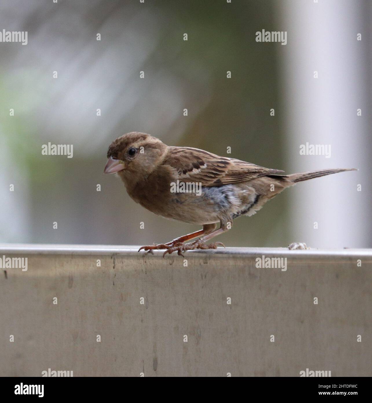 Closeup shot cute sparrow hi-res stock photography and images - Alamy