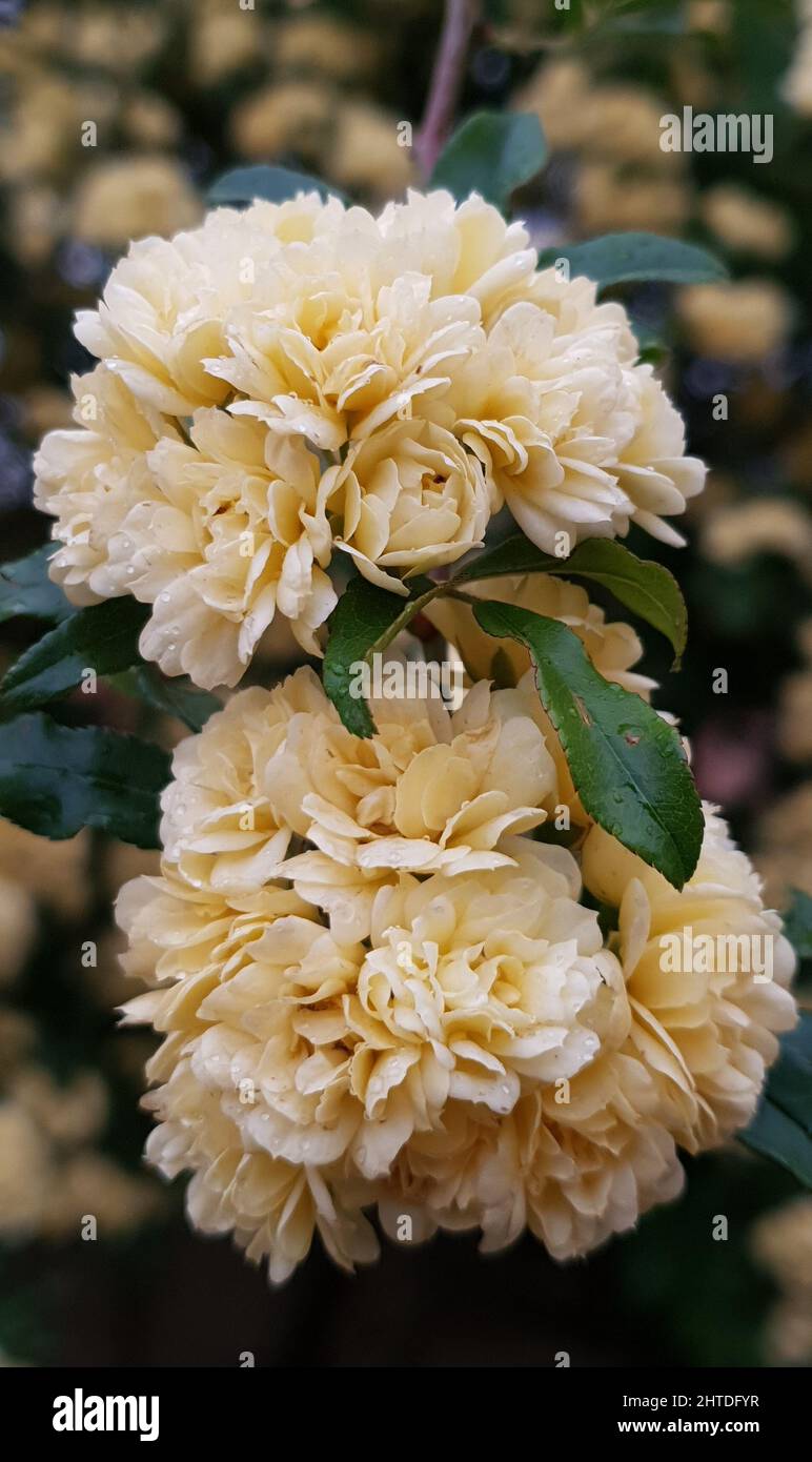 Rosa banksiae lady banks rose hi-res stock photography and images - Alamy