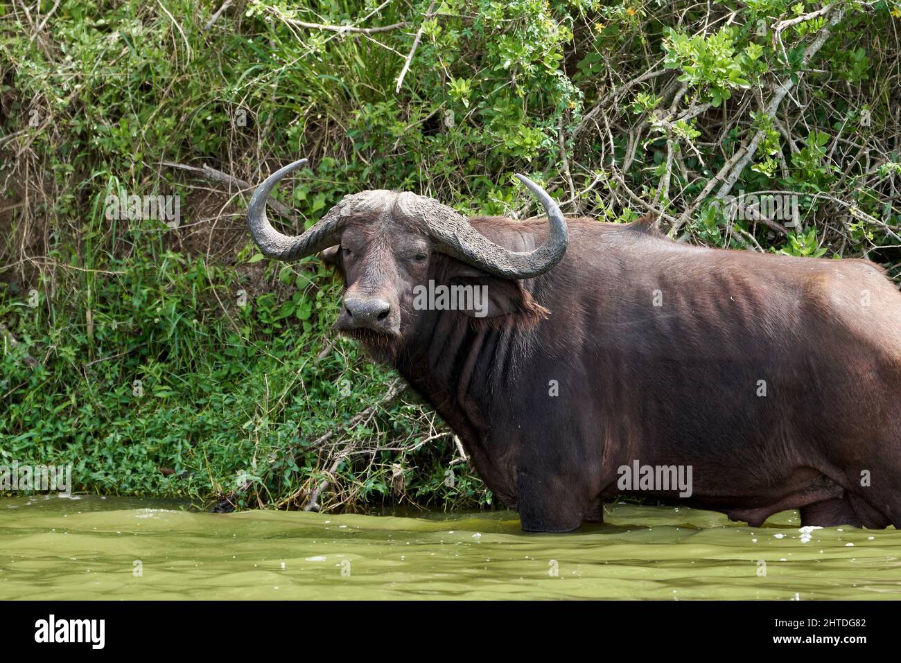 Buffalo in a lake in summer Stock Photo - Alamy