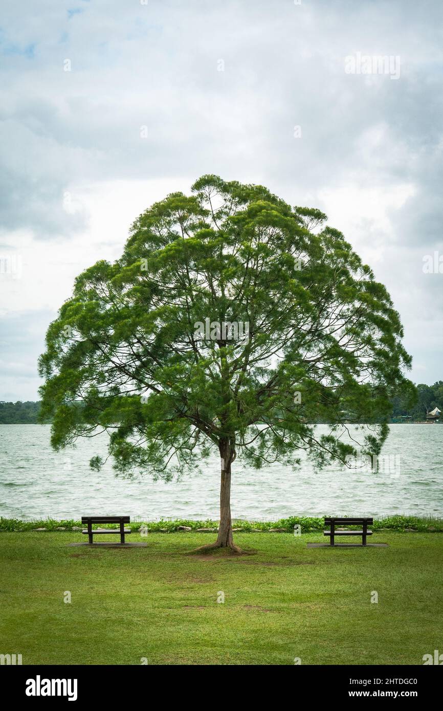 Casuarina tree hi-res stock photography and images - Alamy