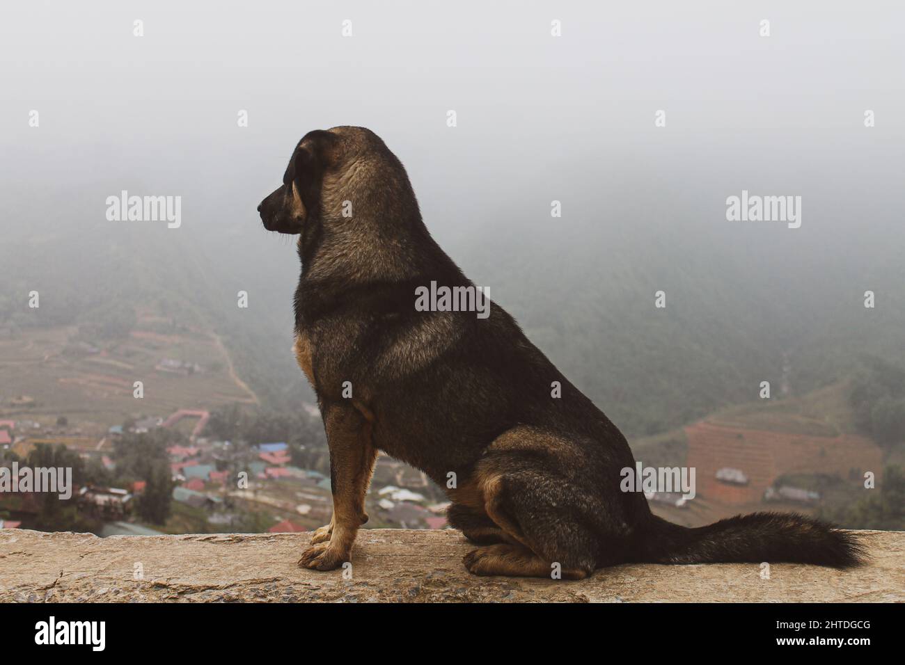 Cute big dog sitting and looking at the town from a viewpoint on a ...