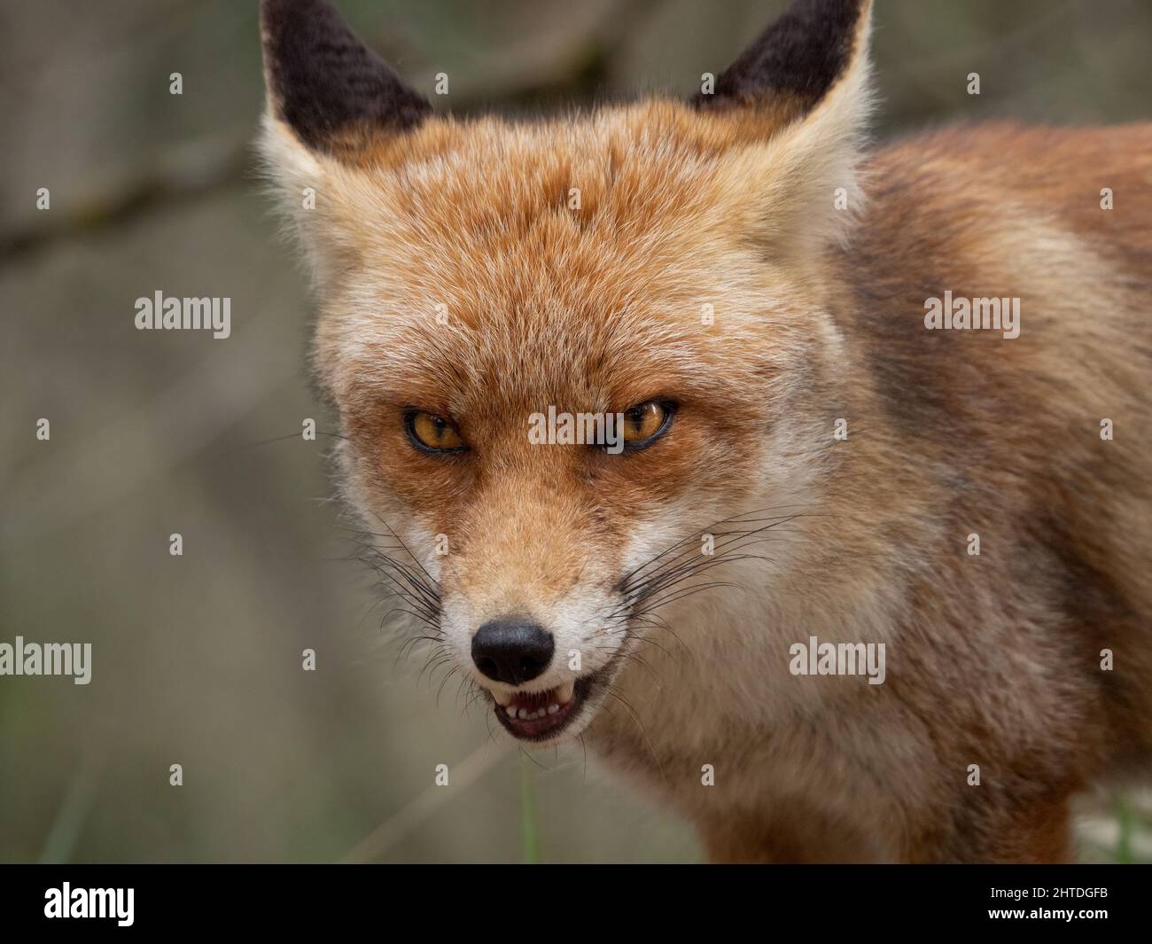 Angry eyes wildlife hi-res stock photography and images - Alamy
