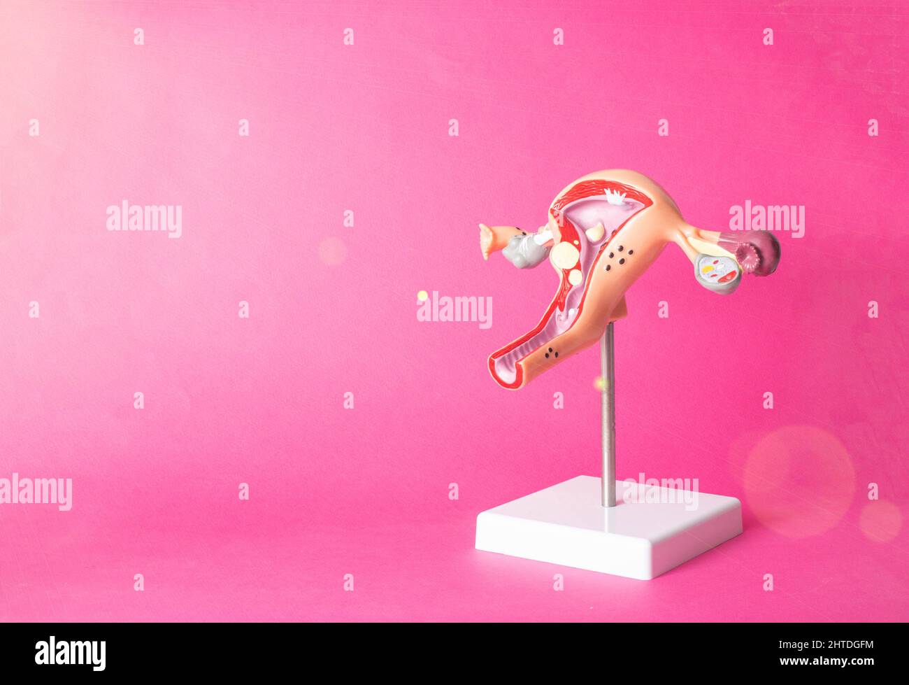 Mock up of the gynecological reproductive system of a girl on a pink ...