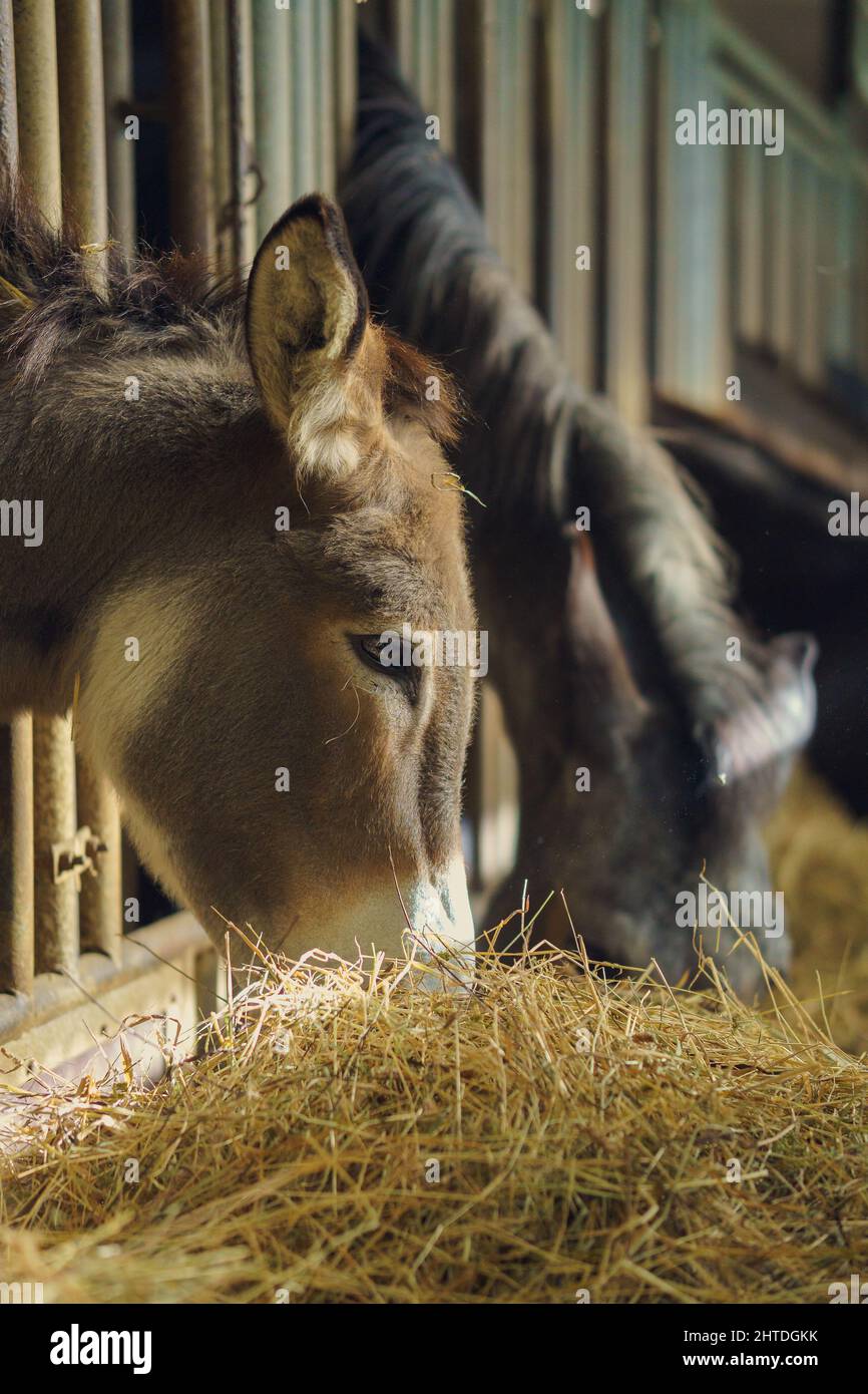 Vertical shot of two cute donkey eating straw Stock Photo - Alamy