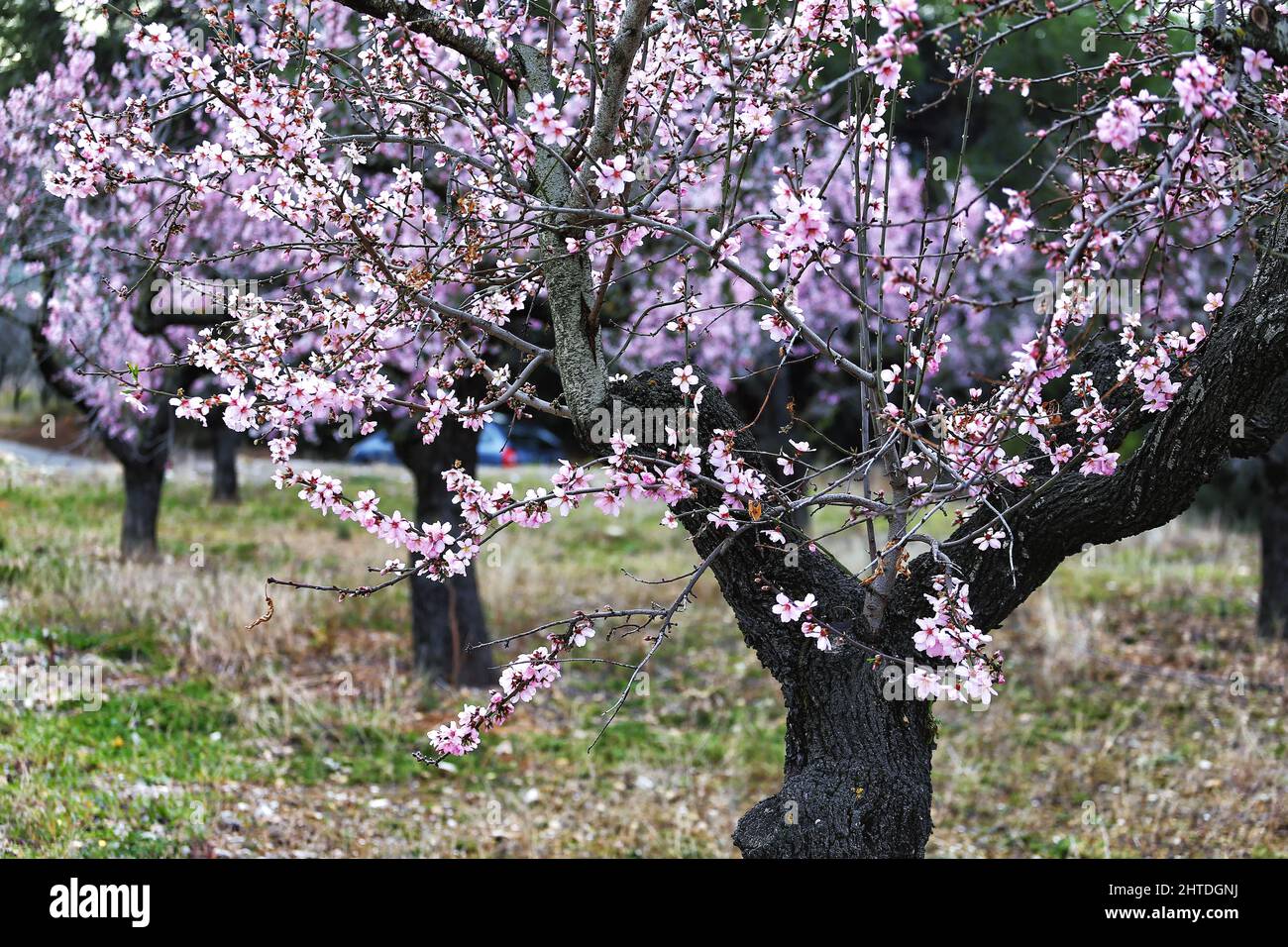 Beautiful view of bloomy sakura trees with pink flowers in the park ...