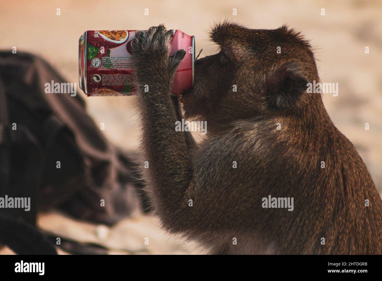 Closeup shot of a small monkey holding a can and drinking the juice in ...