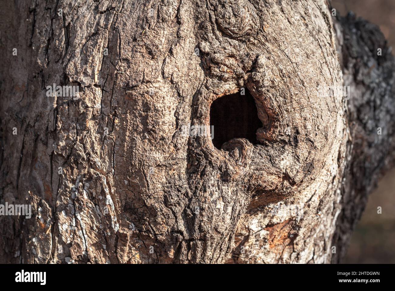 Nest for birds in hollow in a tree Stock Photo - Alamy