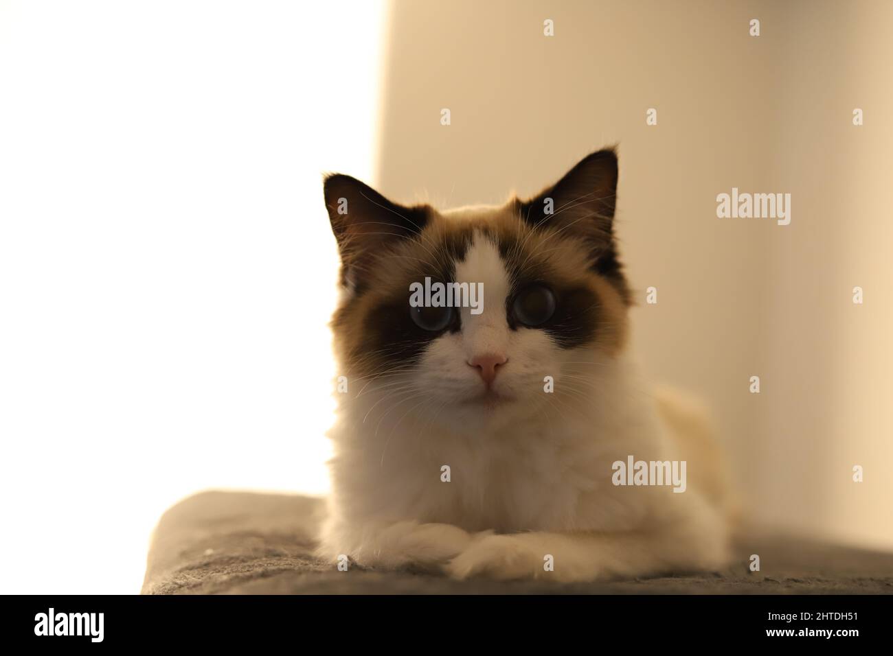 Portrait of an adorable Ragdoll cat lying on a sofa with a blurry ...