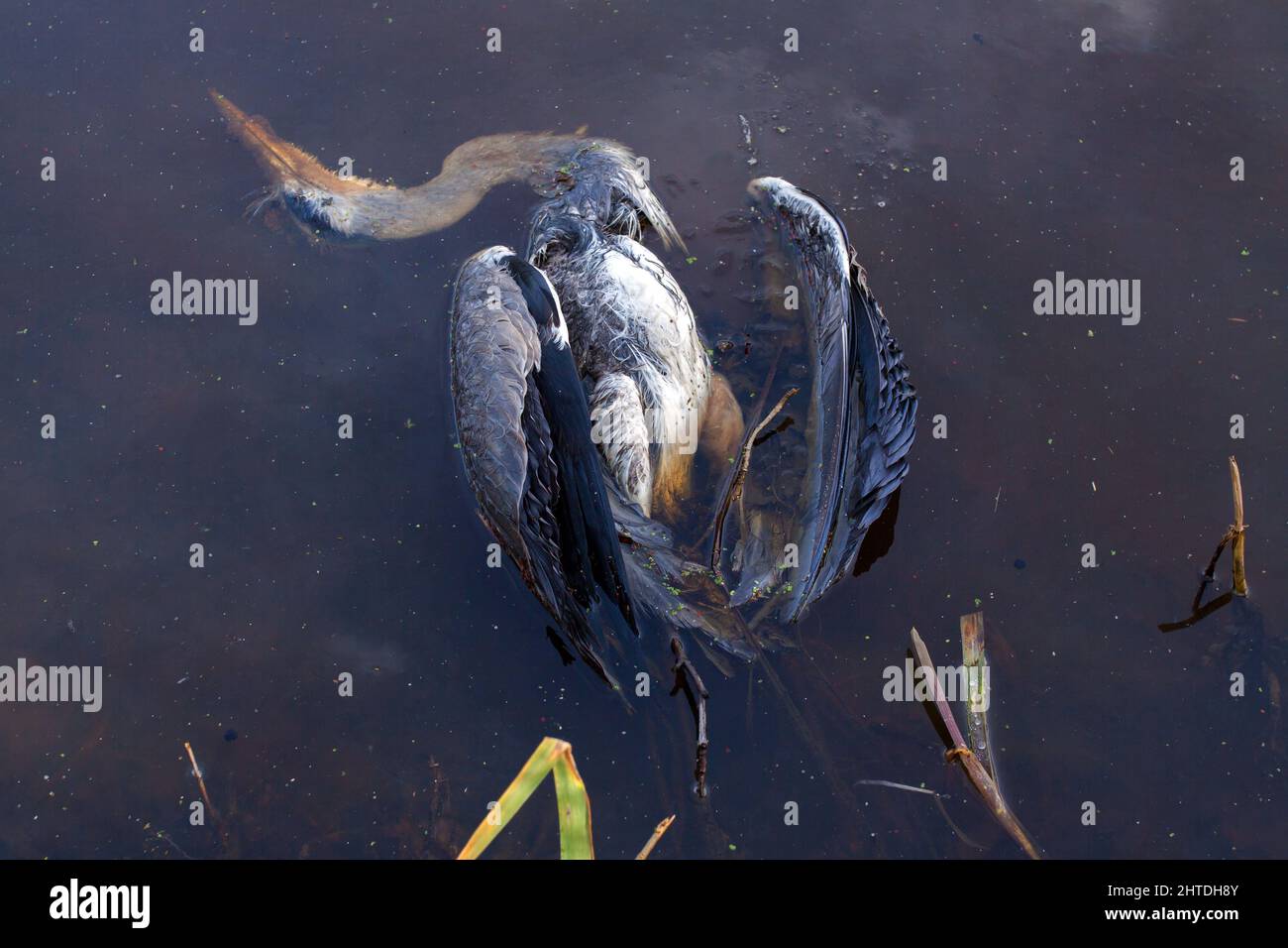 Frozen dead body hi-res stock photography and images - Alamy