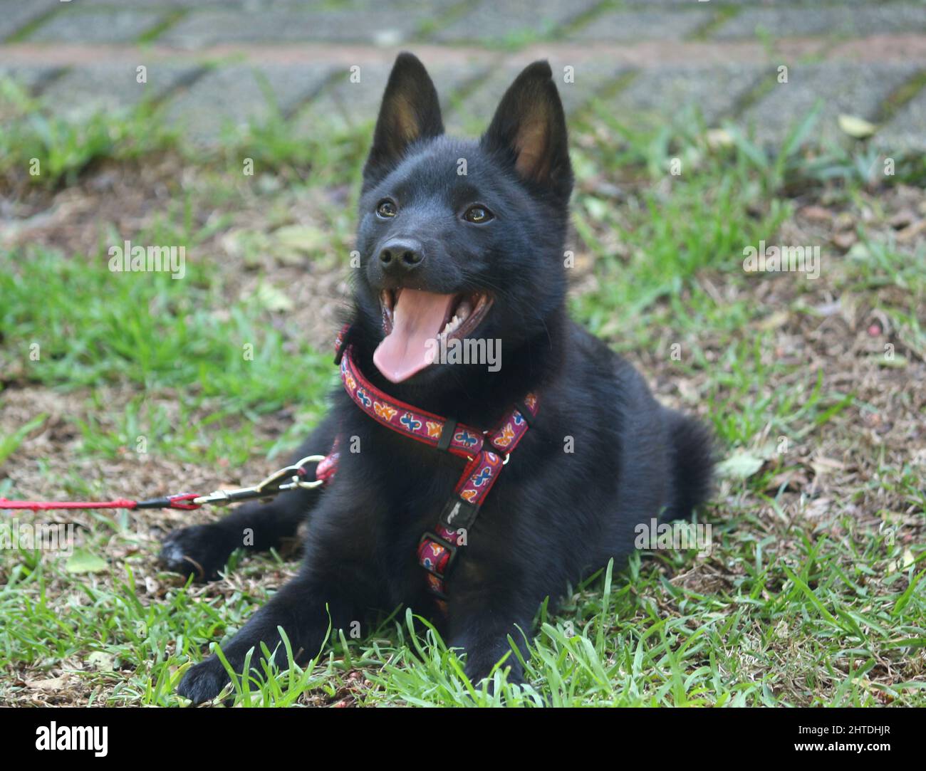 Closeup portrait of a cute black Schipperke puppy with its tongue out ...