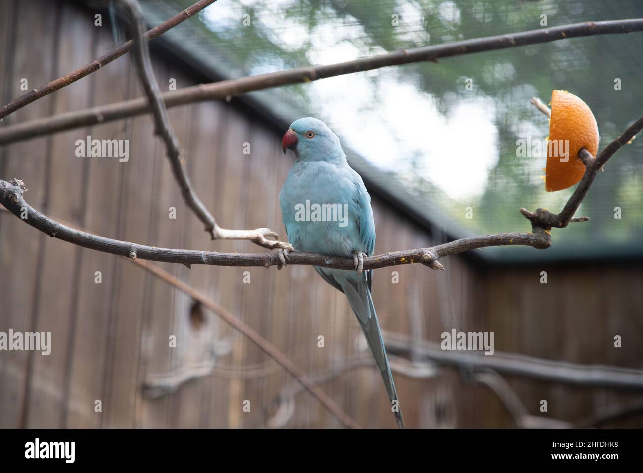 Selective of a blue parakeet on a branch in a zoo Stock Photo - Alamy