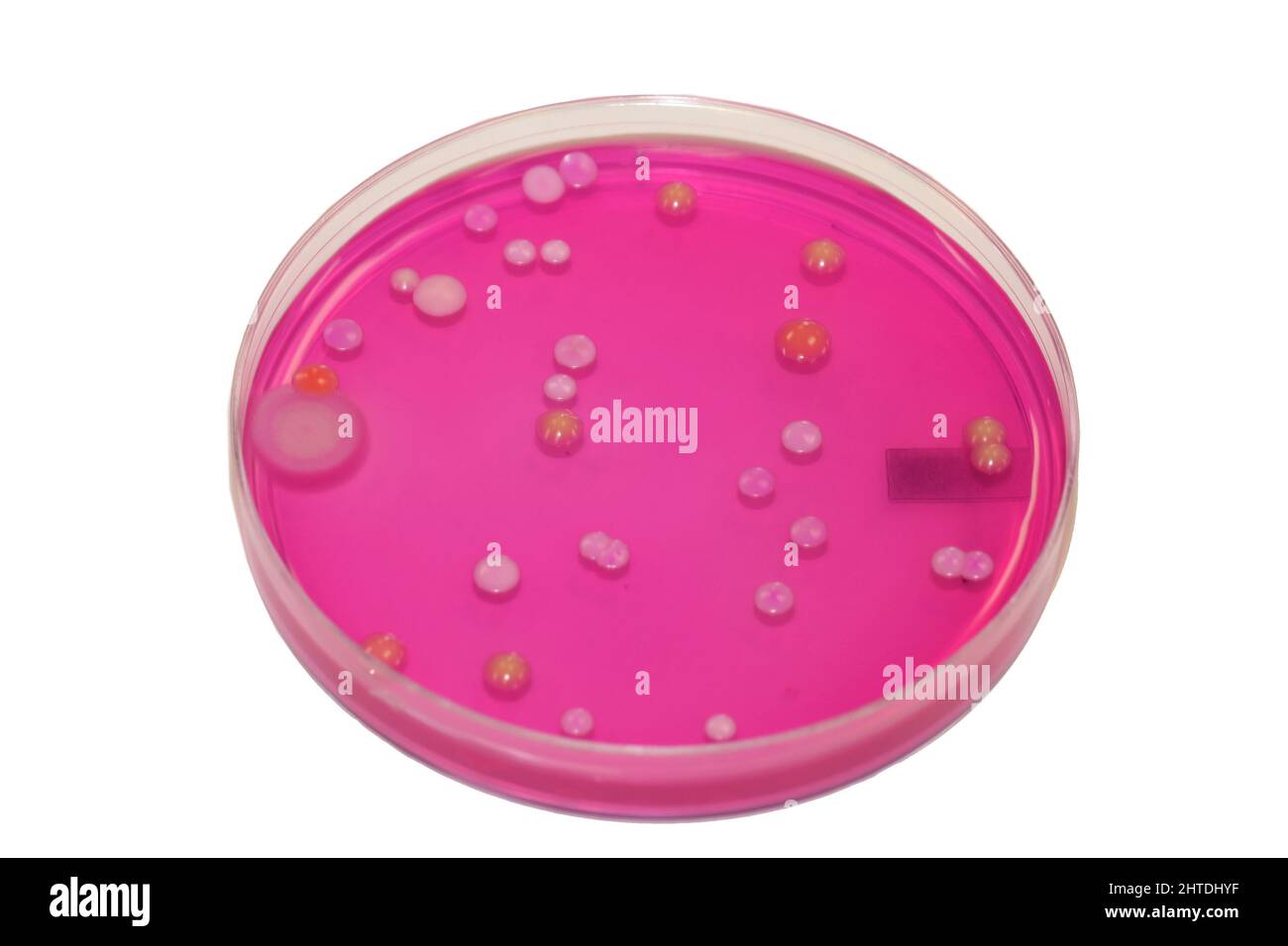 Agar bacteria yeast hi-res stock photography and images - Alamy