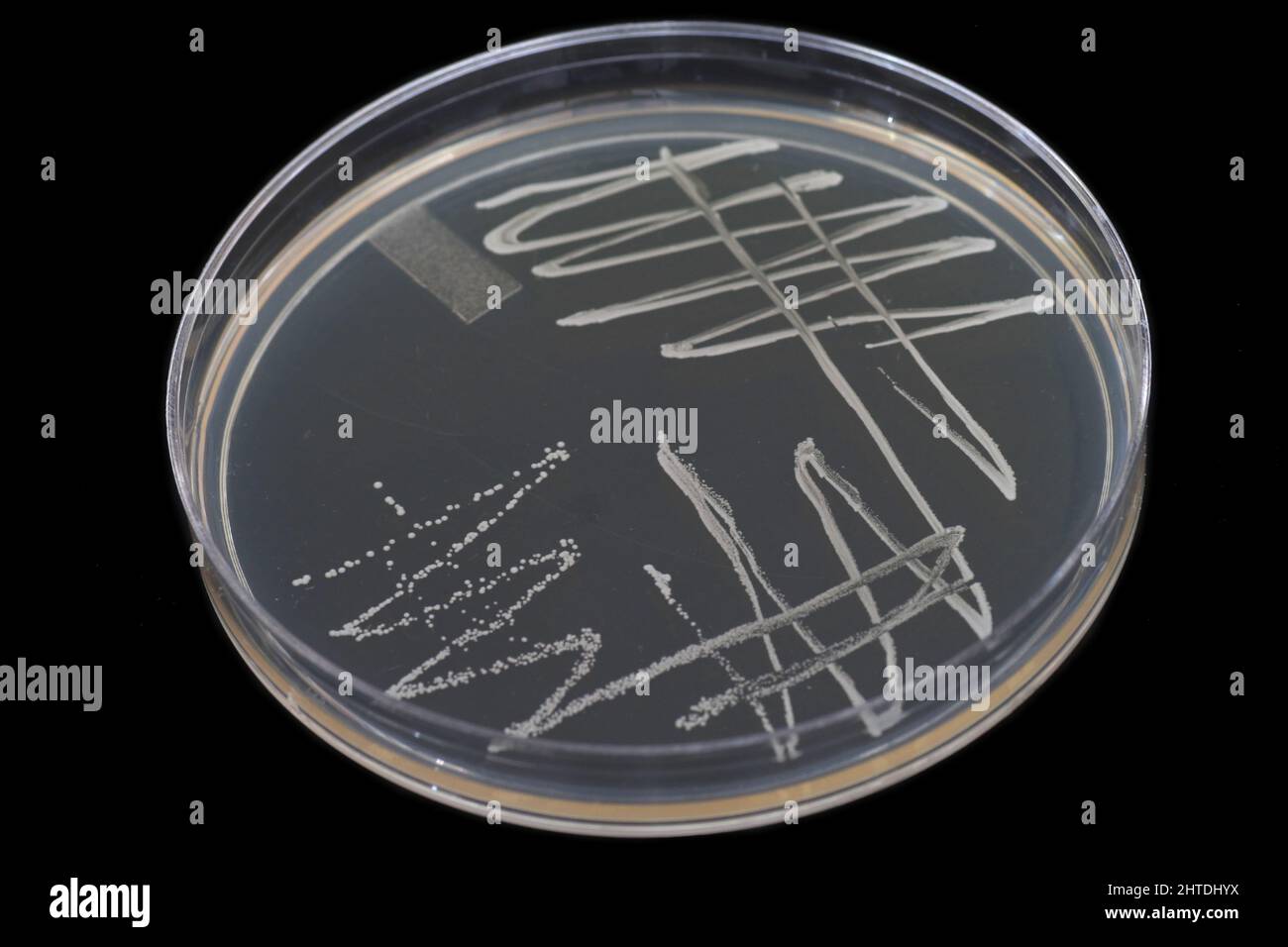 Closeup shot of the Bacterial Colonies on an agar plate Stock Photo - Alamy