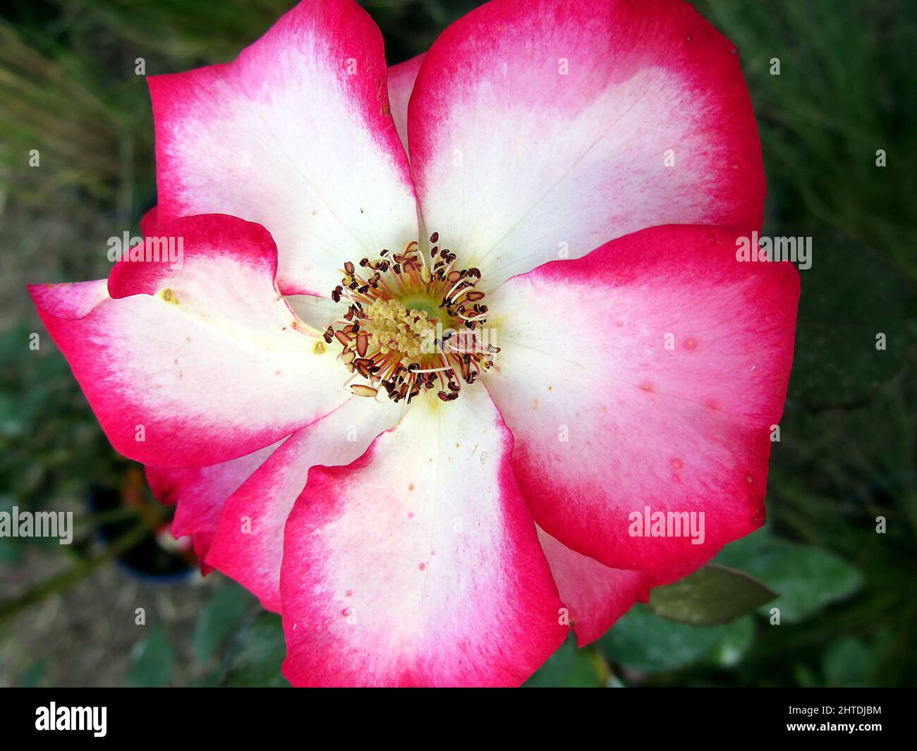 Red and white rose flower Stock Photo - Alamy