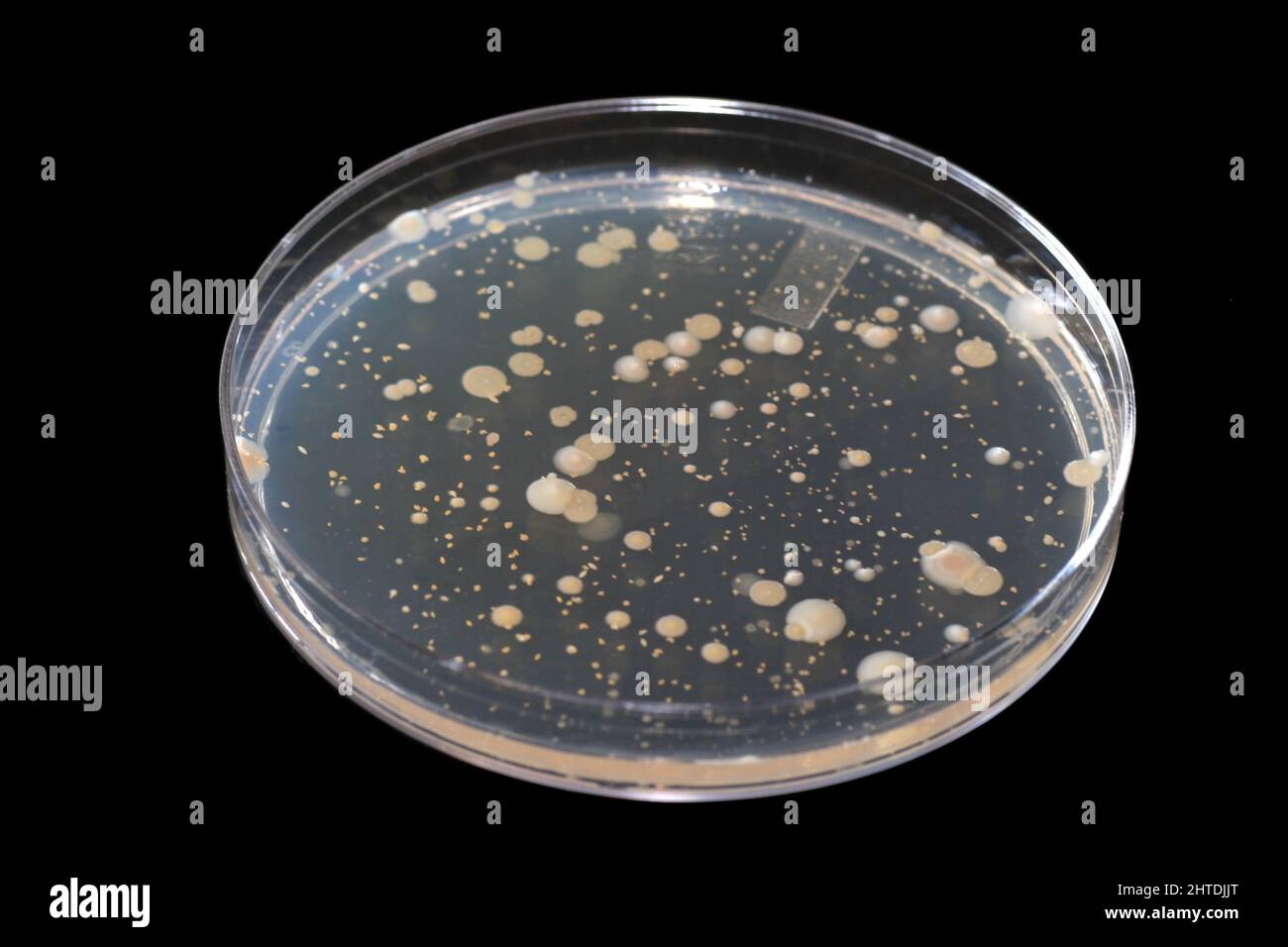 Closeup shot of the molds growing on an agar plate Stock Photo - Alamy